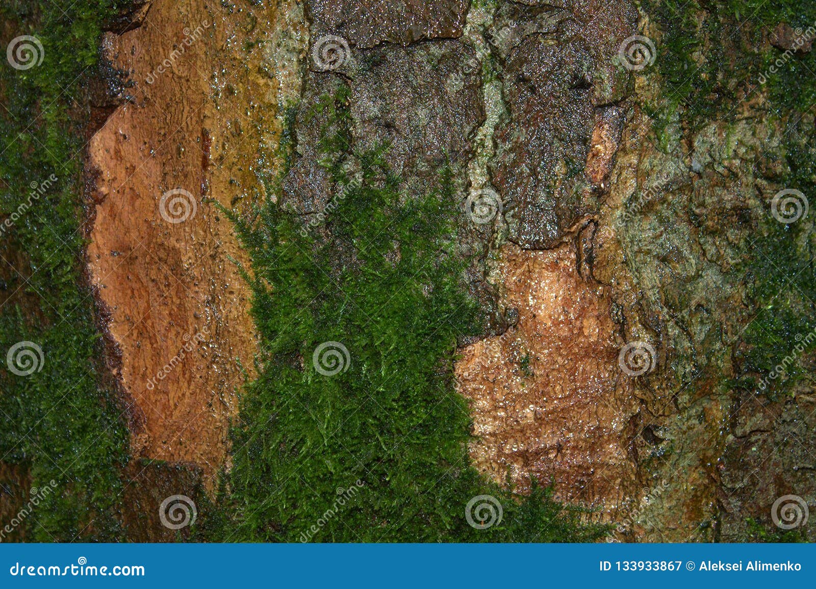 Beech Tree Bark with Textured Pattern. Stock Image - Image of trunk ...