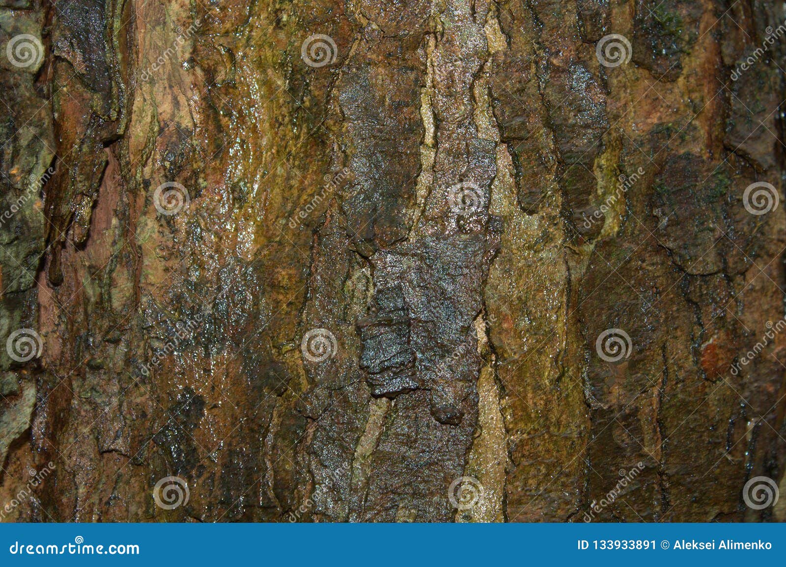 Beech Tree Bark with Textured Pattern. Stock Image - Image of tree ...