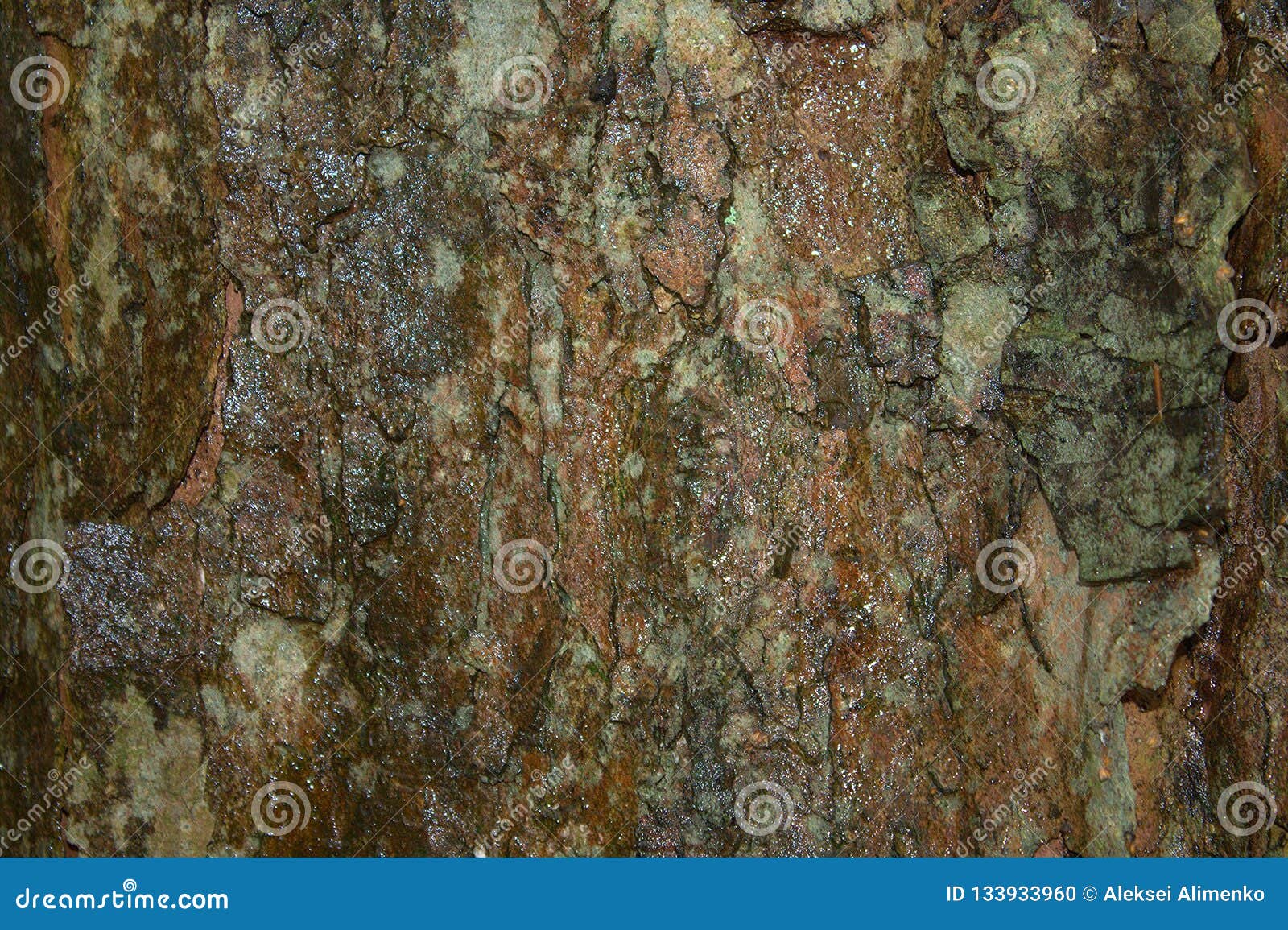Beech Tree Bark with Textured Pattern. Stock Photo - Image of beech ...