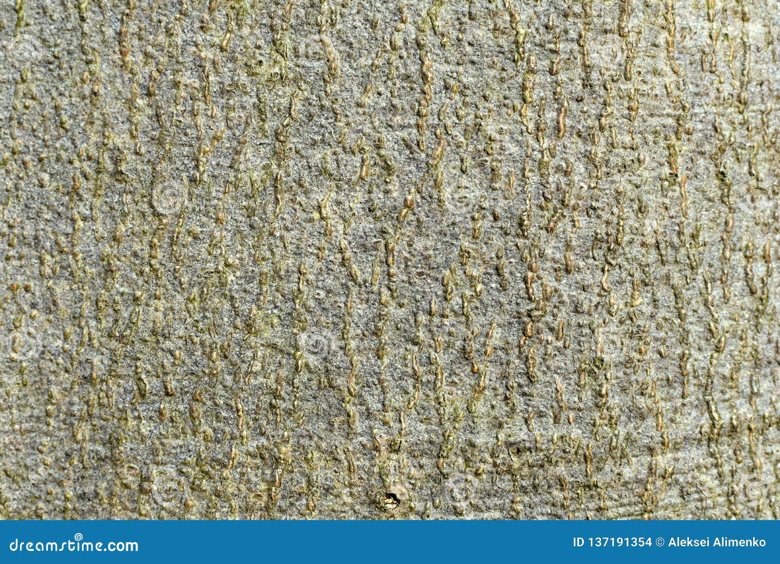 Beech Tree Bark with Textured Pattern. Stock Photo - Image of walls ...