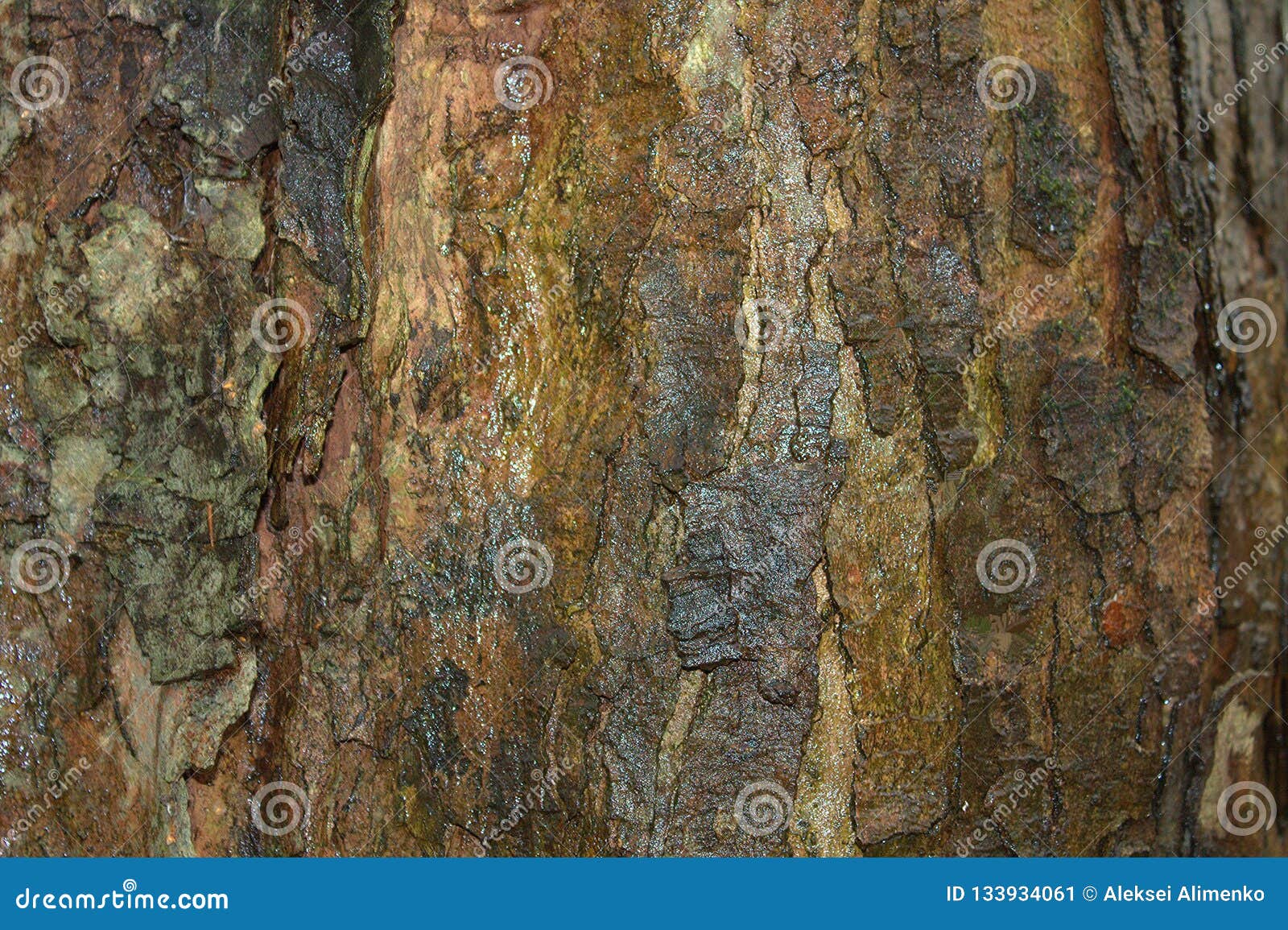 Beech Tree Bark with Textured Pattern. Stock Image - Image of tree ...