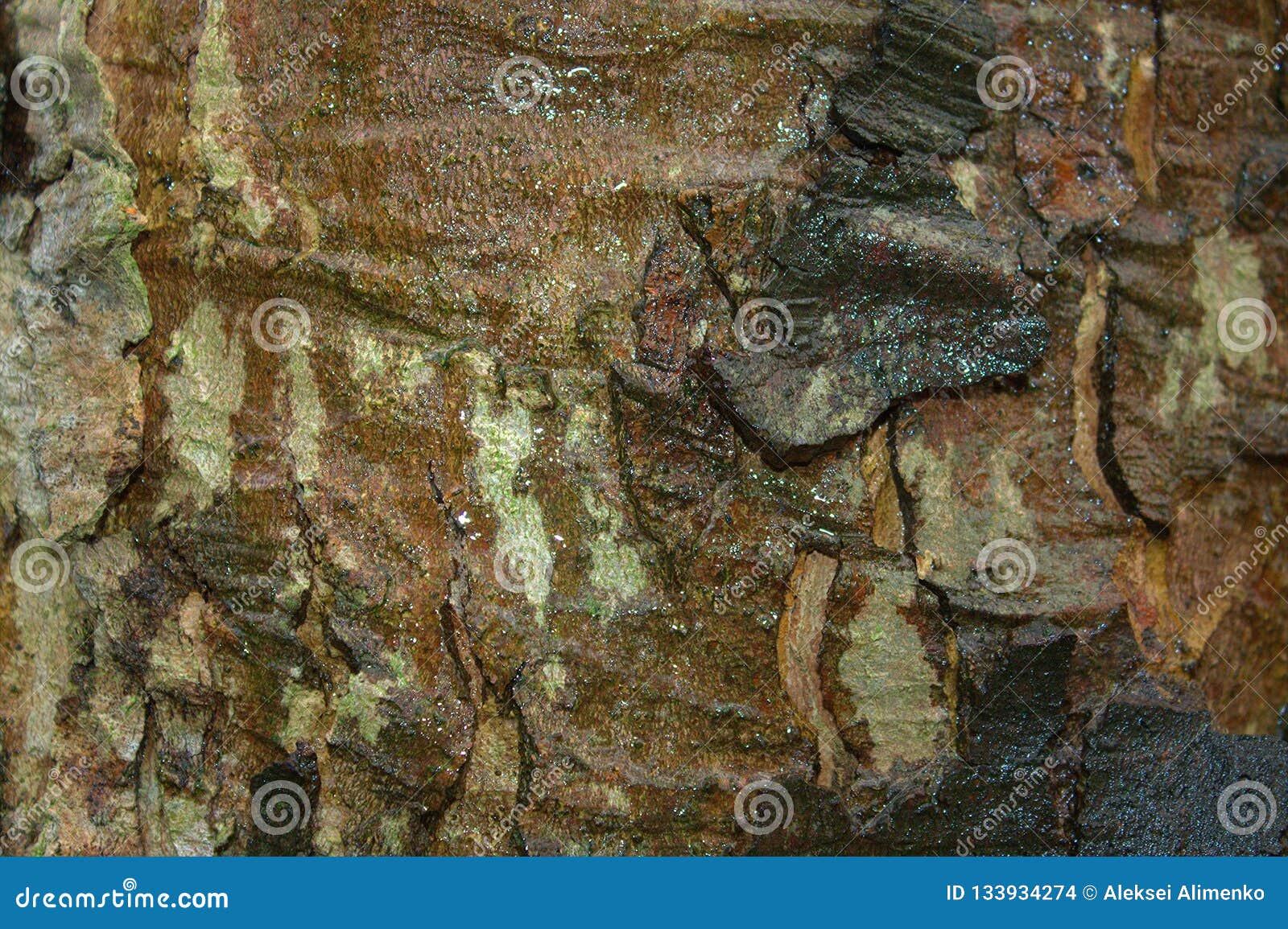 Beech Tree Bark with Textured Pattern. Stock Photo - Image of pattern ...