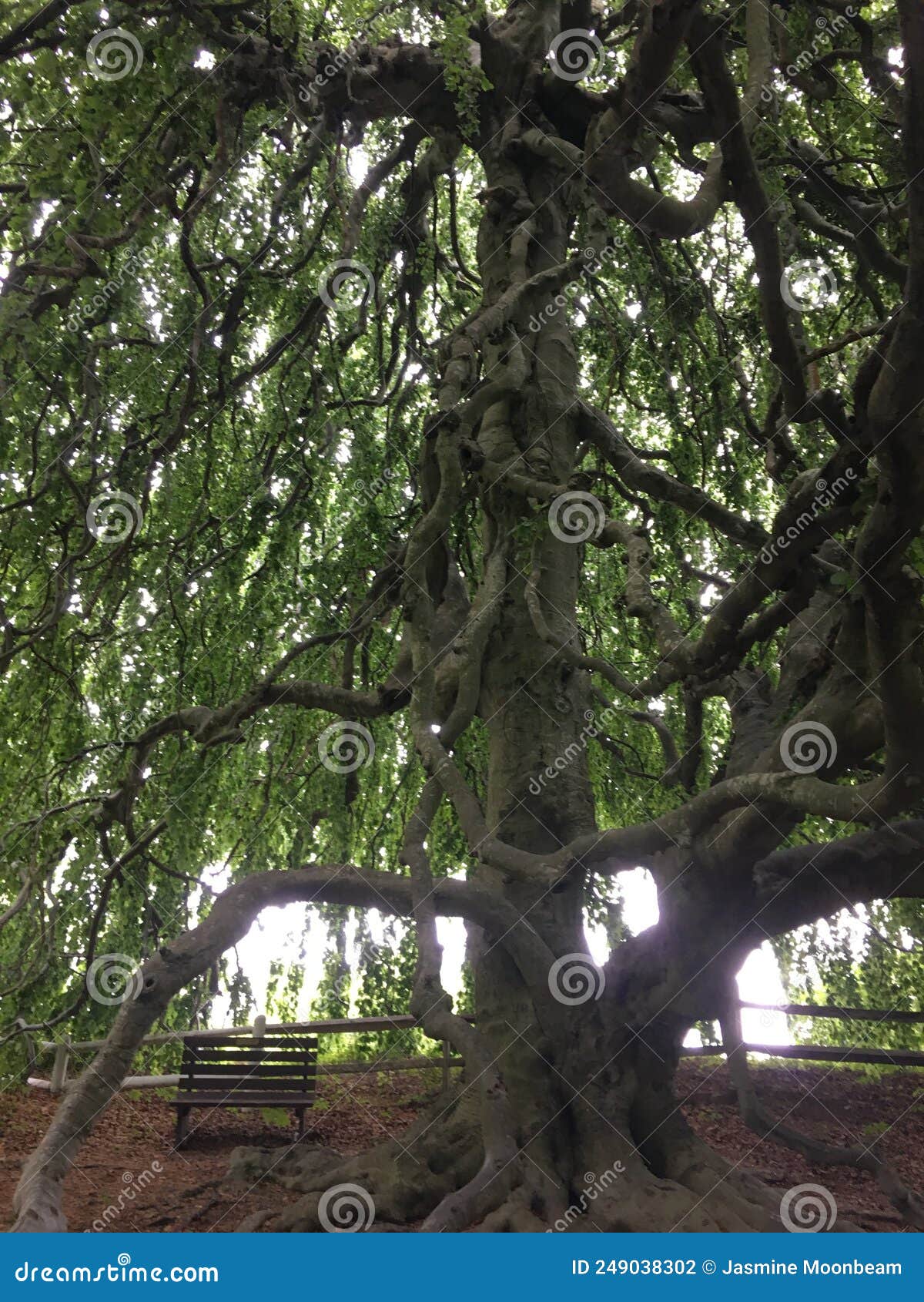 Beech Tree stock photo. Image of willow, beech, beautiful - 249038302