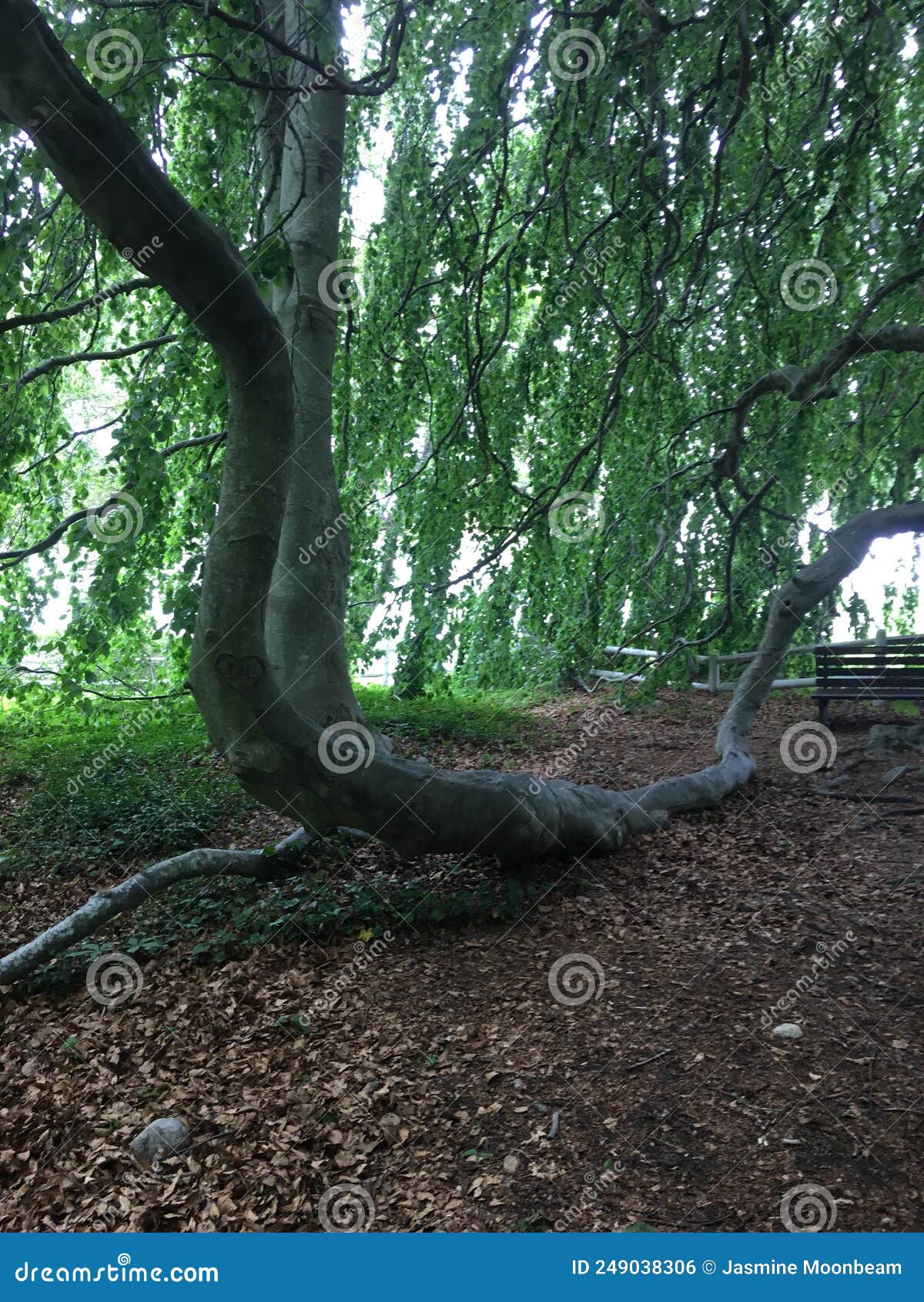 Beech Tree stock photo. Image of dreamy, beach, tree - 249038306