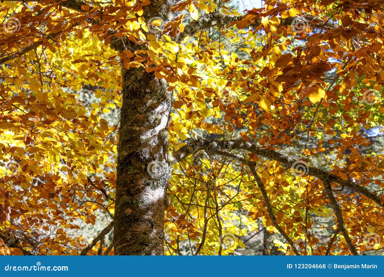 Beech tree stock photo. Image of beech, foliage, nature - 123204668