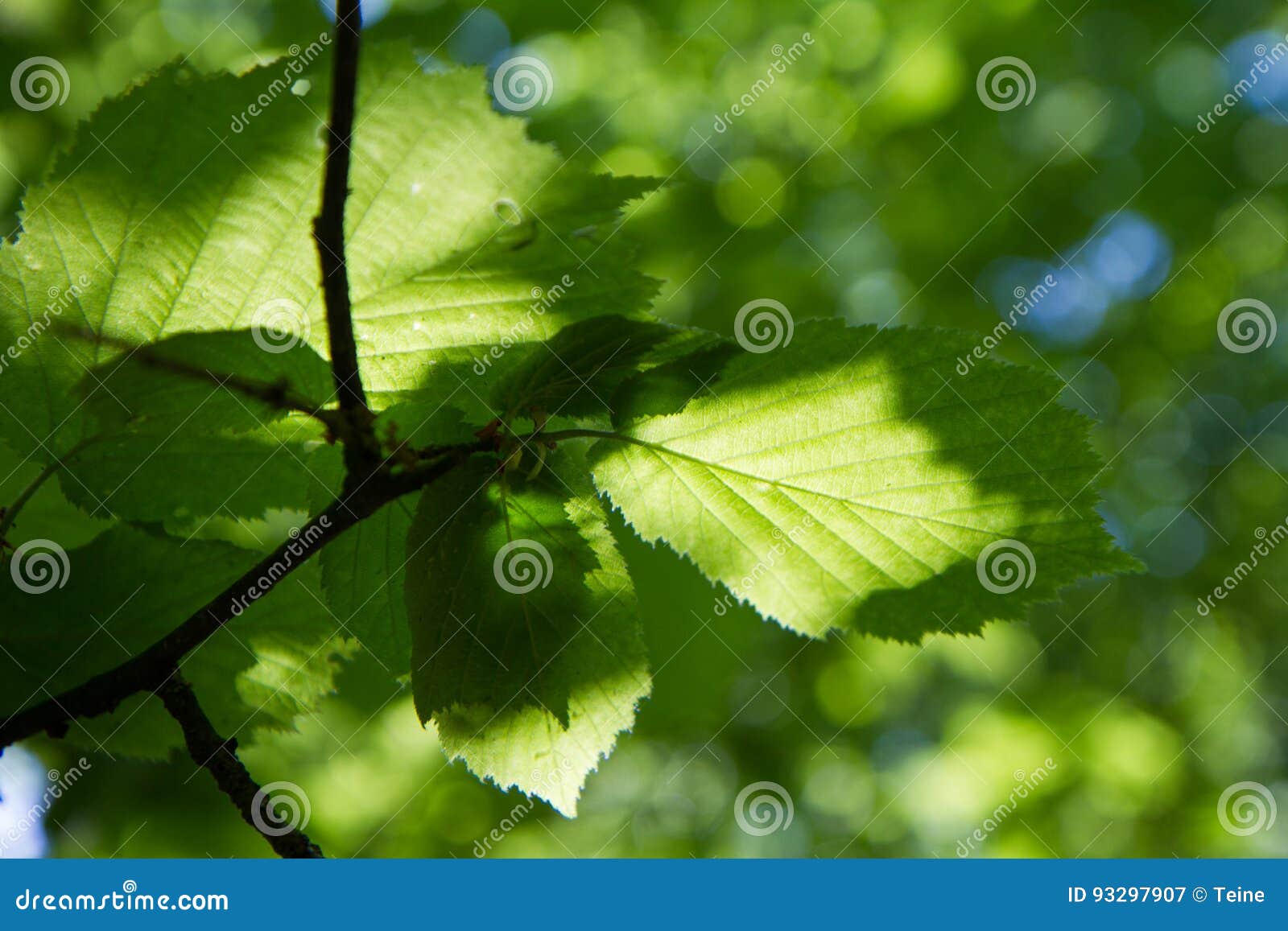 A Beech tree stock image. Image of abstract, forest, branch - 93297907