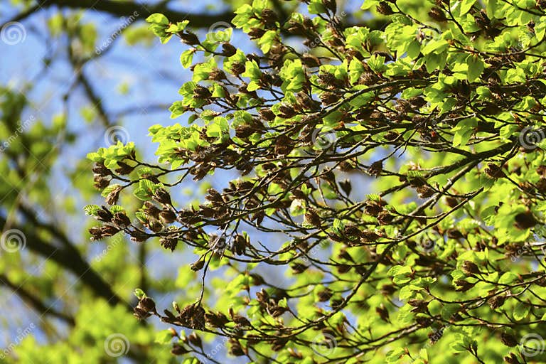 Beech Tree with Beechnut Shells and Serrated Sheets in the Spring Stock ...