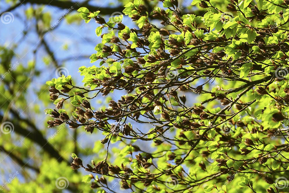 Beech Tree with Beechnut Shells and Serrated Sheets in the Spring Stock ...