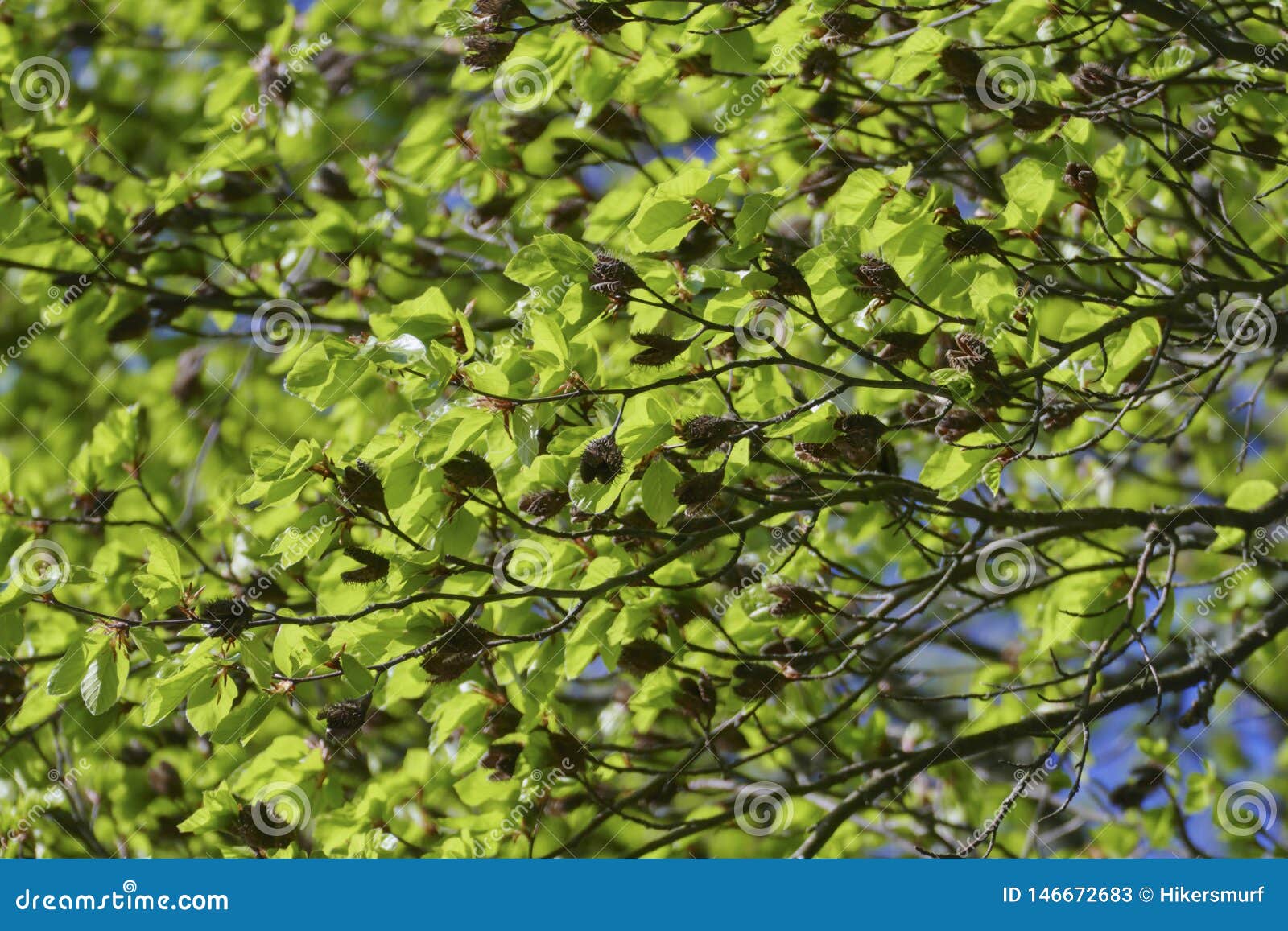 Beech Tree with Beechnut Shells and Serrated Sheets in the Spring Stock ...