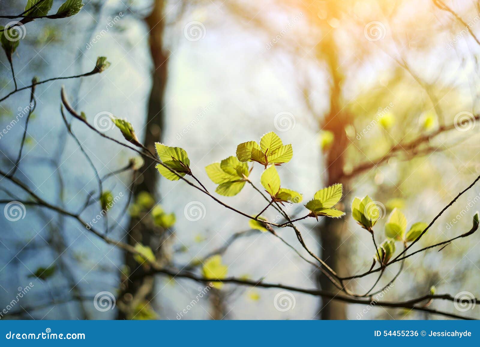Beech tree blooming stock photo. Image of branches, protection - 54455236