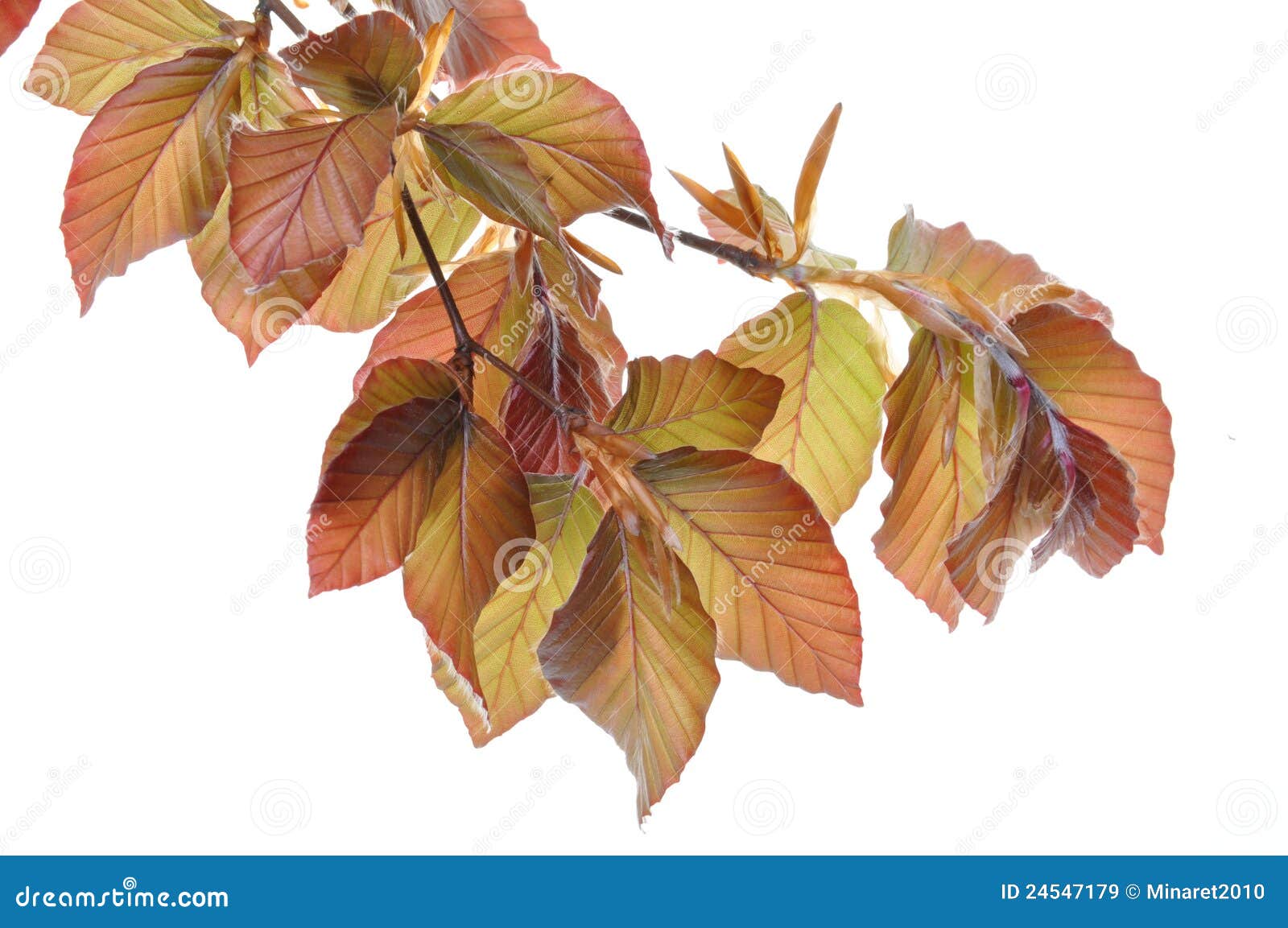 Beech tree branch stock image. Image of park, beautiful - 24547179