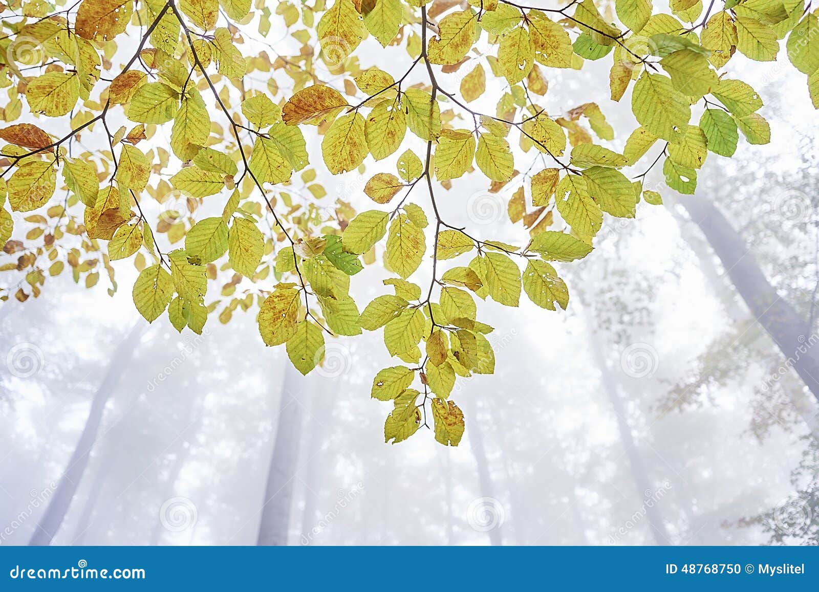 Beech tree branch stock photo. Image of botany, deciduous - 48768750