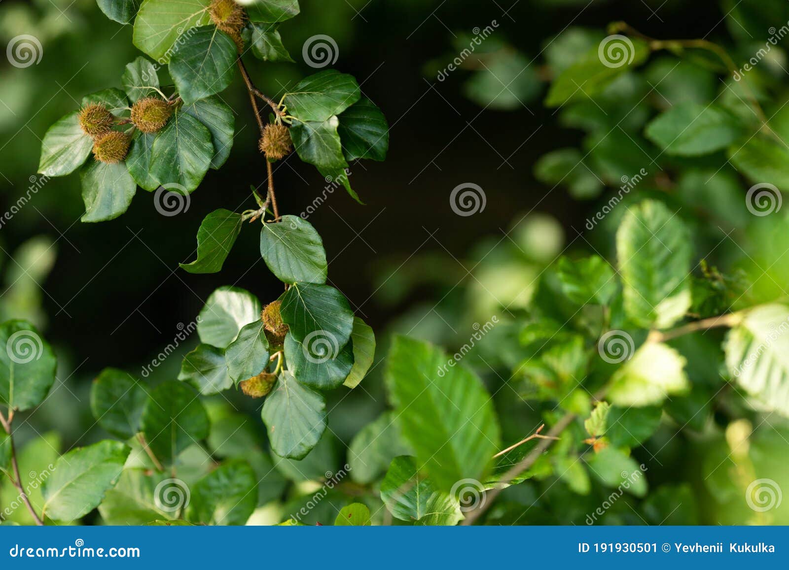 Beech Tree Branch with Beech Seeds. Beech Nuts Stock Image - Image of ...
