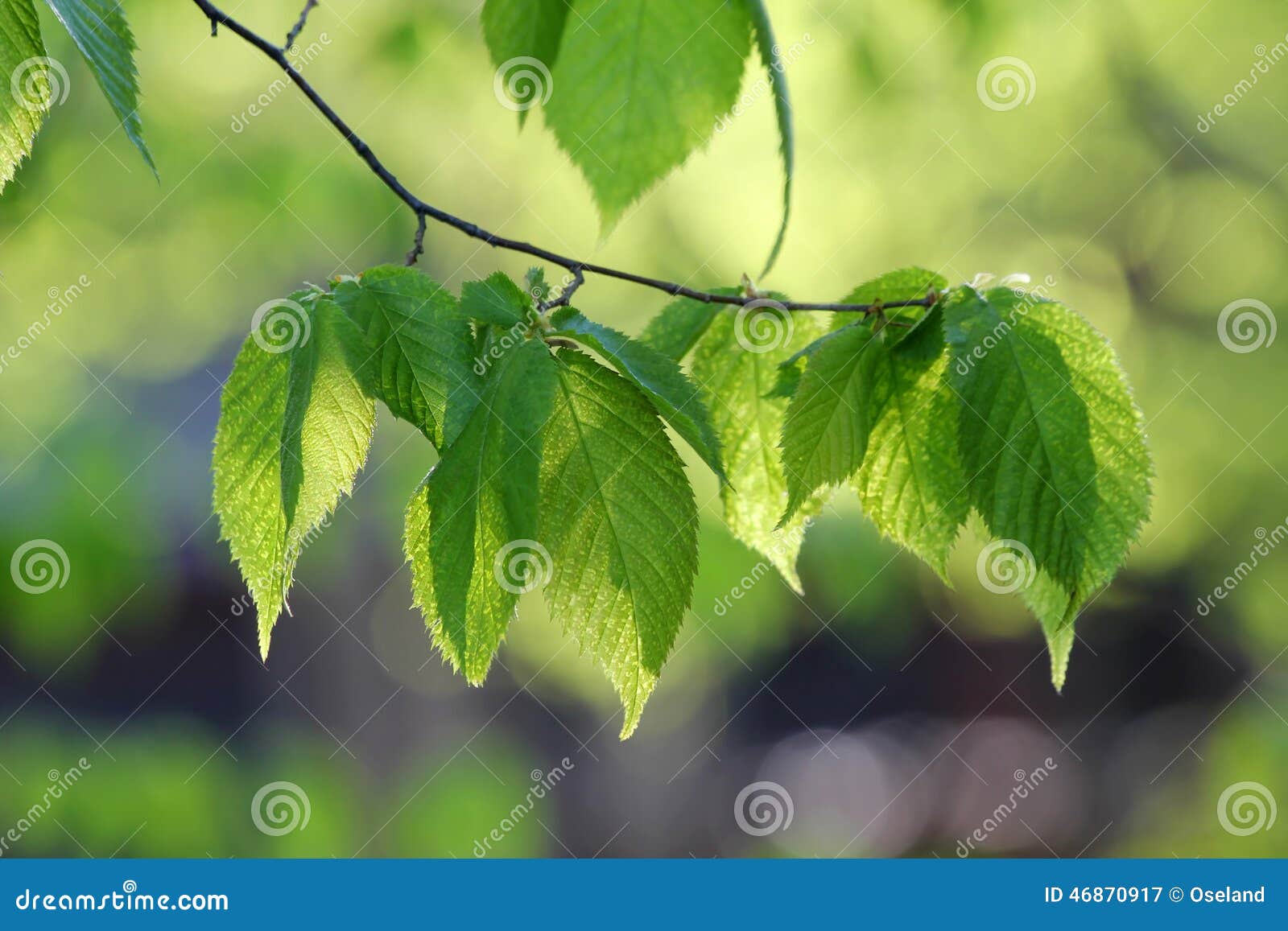 Beech Tree Bark Covered By Moss Detail Natural Texture Background ...