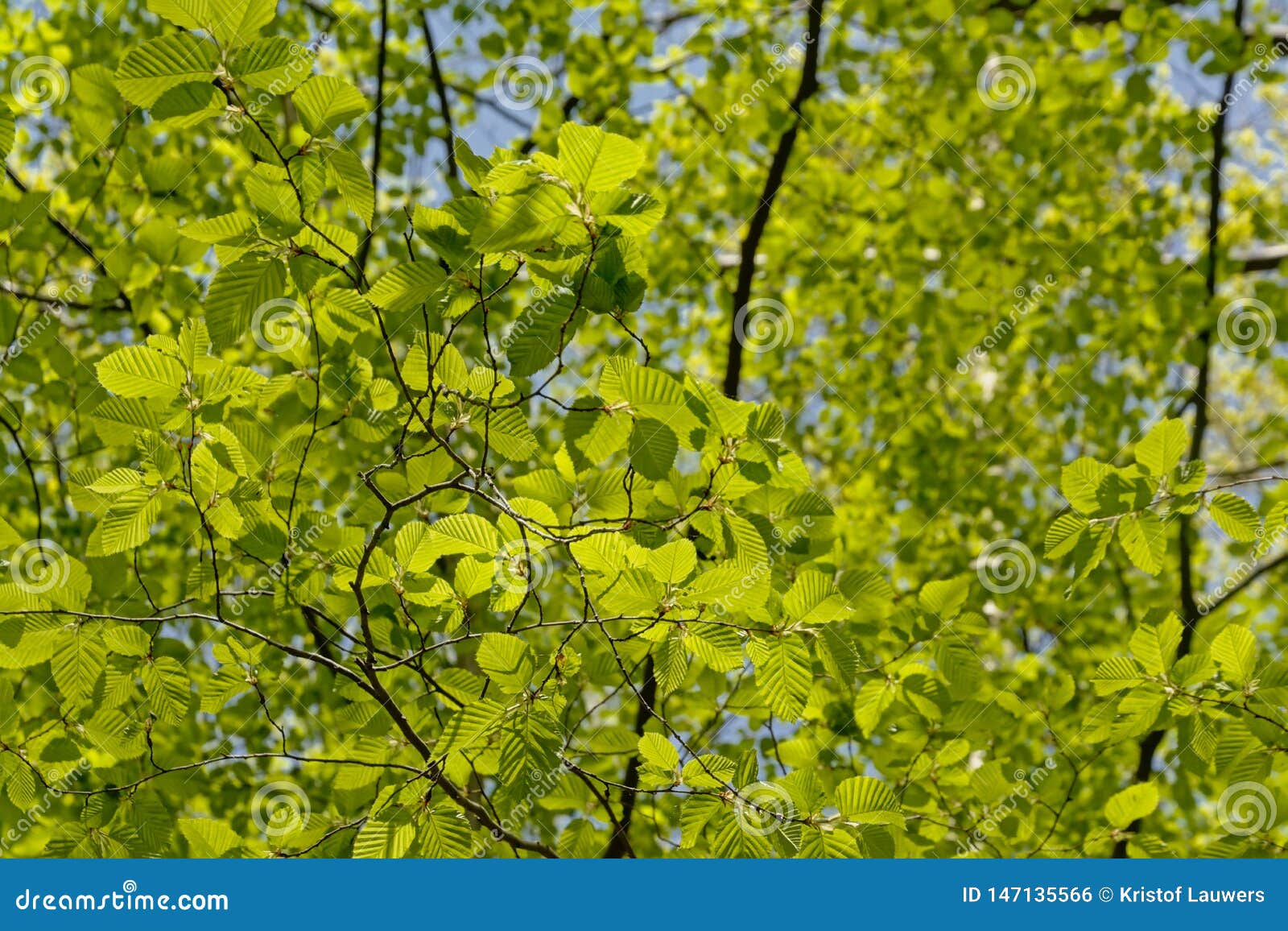 Beech Tree Branches with Fresh Green Spring Leaves Stock Photo - Image ...
