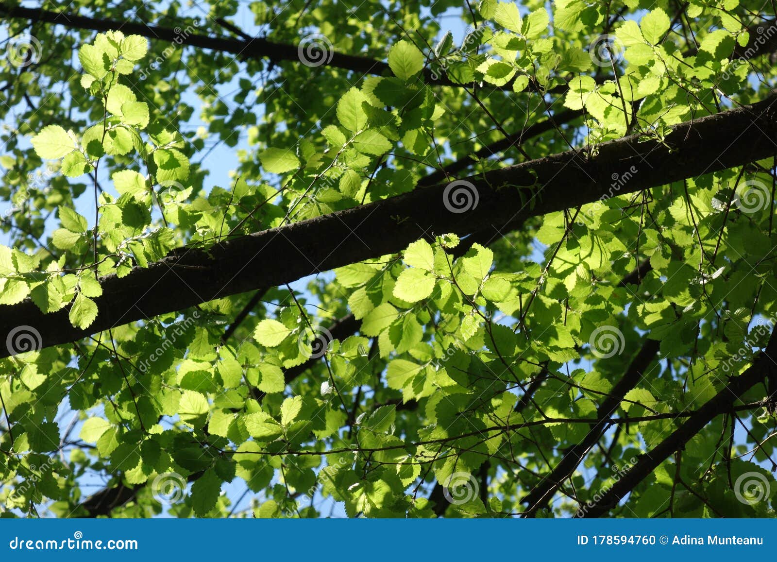 Beech Tree Branches with New Green Leaves in Spring Stock Photo - Image ...