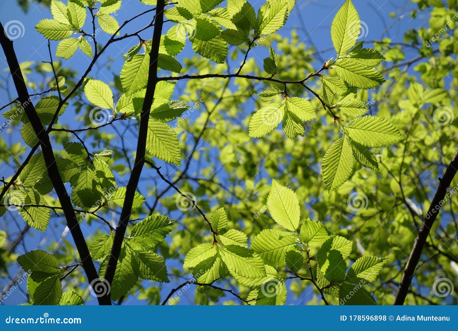 Beech Tree Branches with New Green Leaves in Spring Stock Photo - Image ...