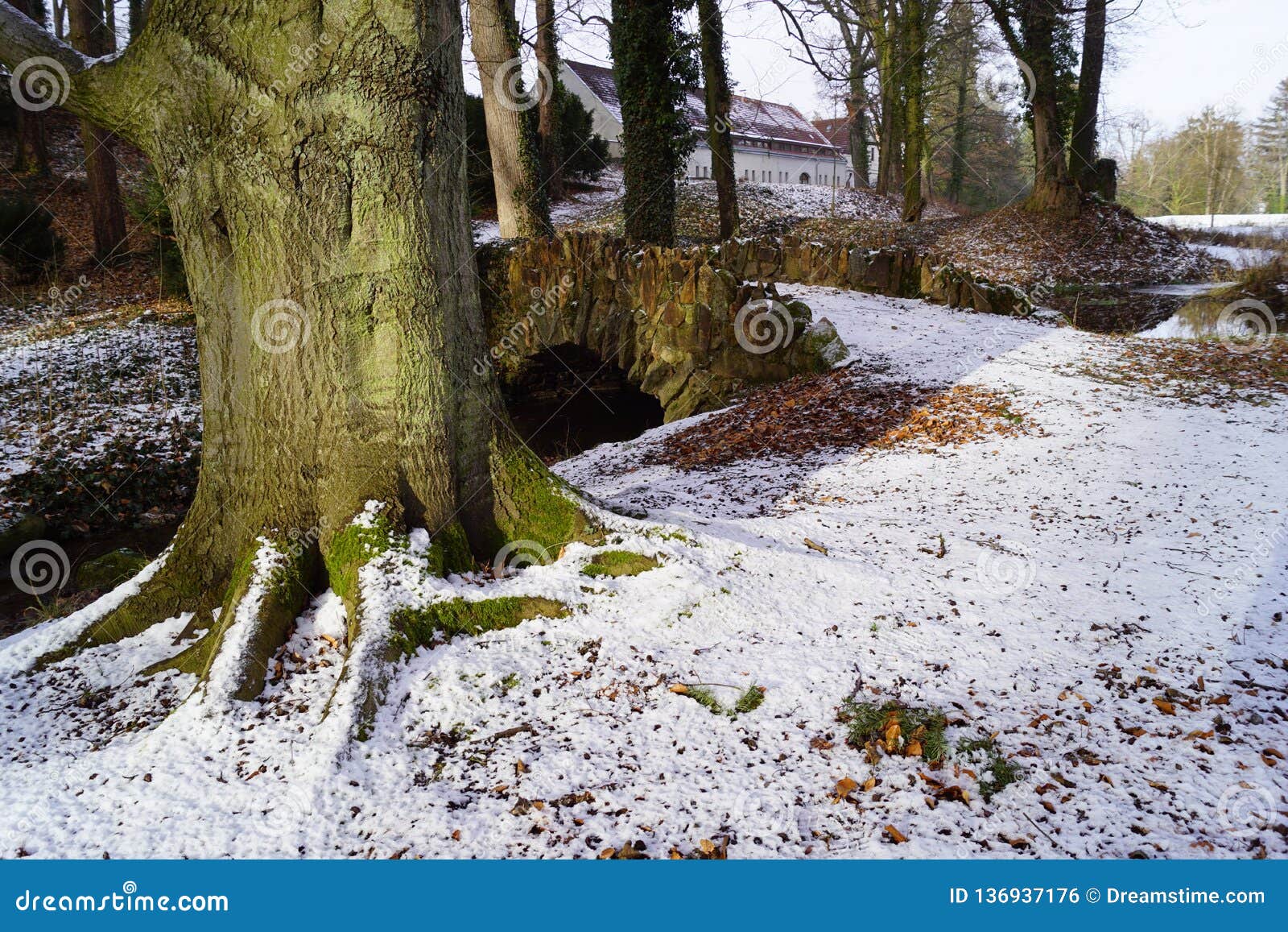 Beech Tree and Bridge in the Park Stock Photo - Image of trees, travel ...