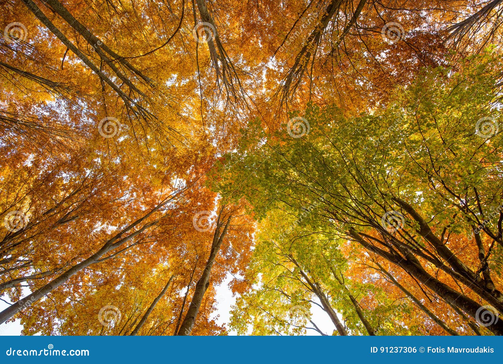 Beech tree canopy stock photo. Image of fresh, hazy, leaves - 91237306