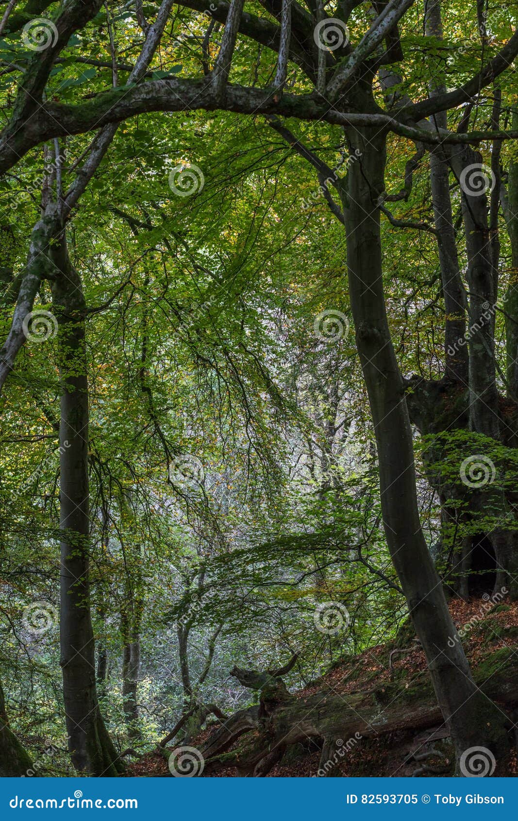 Beech tree canopy stock image. Image of trees, plant - 82593705