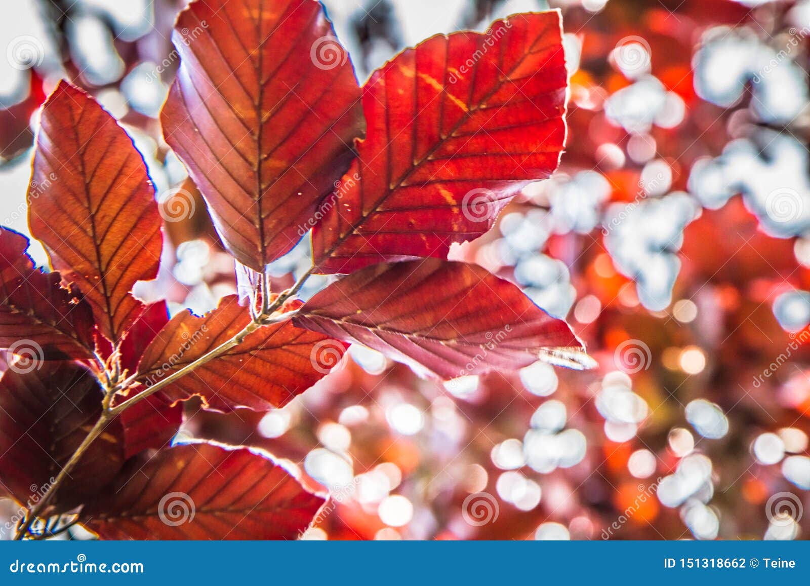 Beech tree stock photo. Image of green, tree, season - 151318662