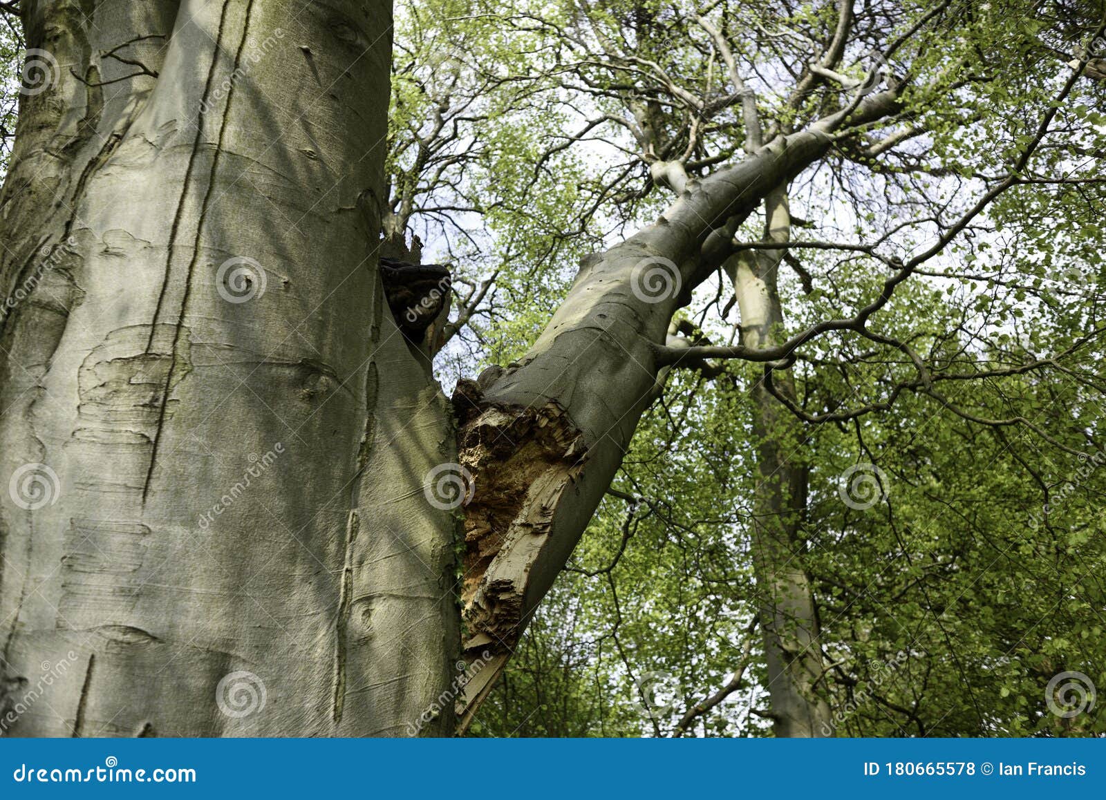 Beech Tree Damaged by Storm and High Winds Stock Photo - Image of ...