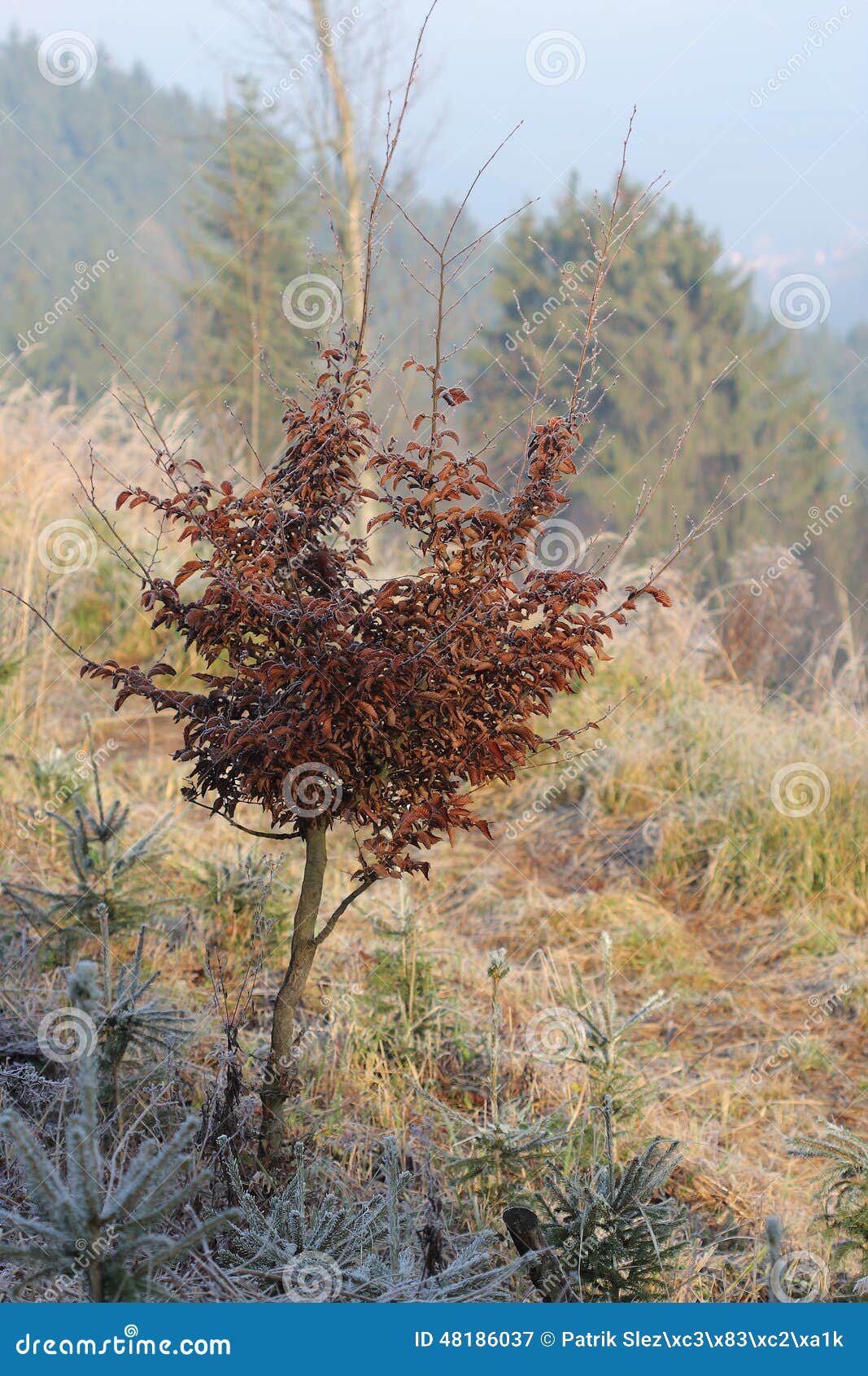 Beech Tree in December Sun Morning Stock Image - Image of frosted ...