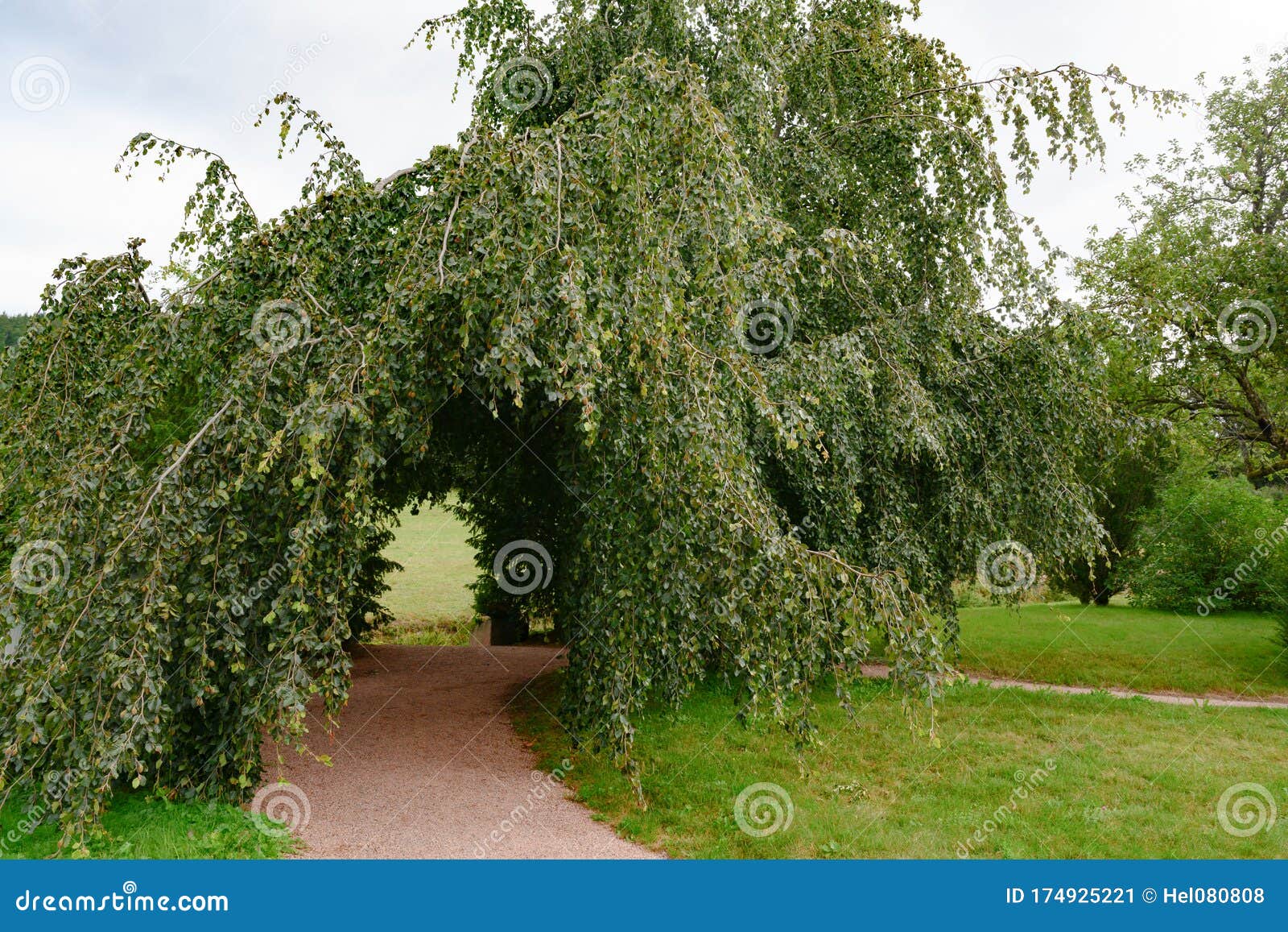 Beech Tree with Drooping Twigs and Pass through Gate. Tree Branches ...