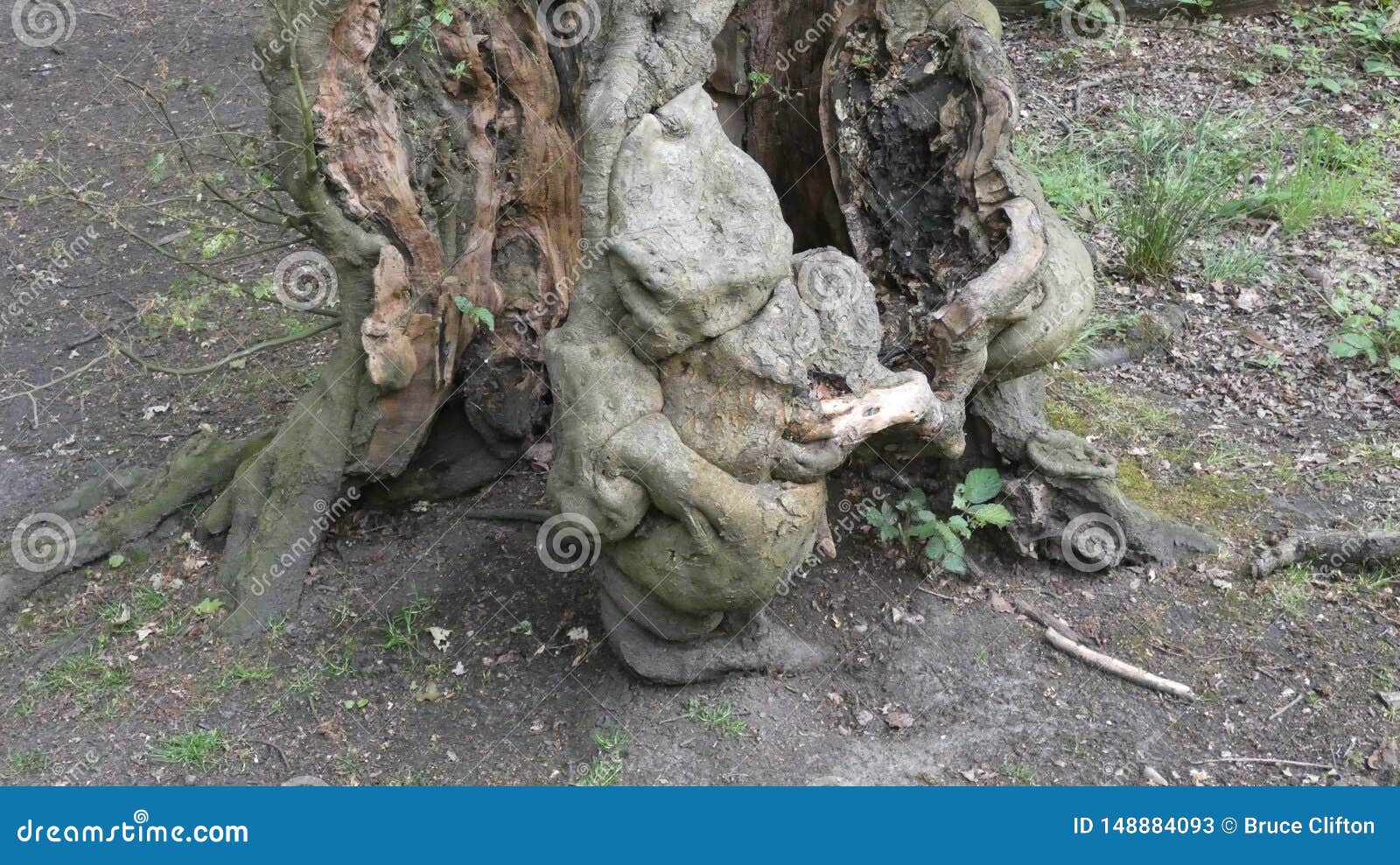 Beech Tree Dryads Baby Gargoyles Stock Image - Image of ogham ...