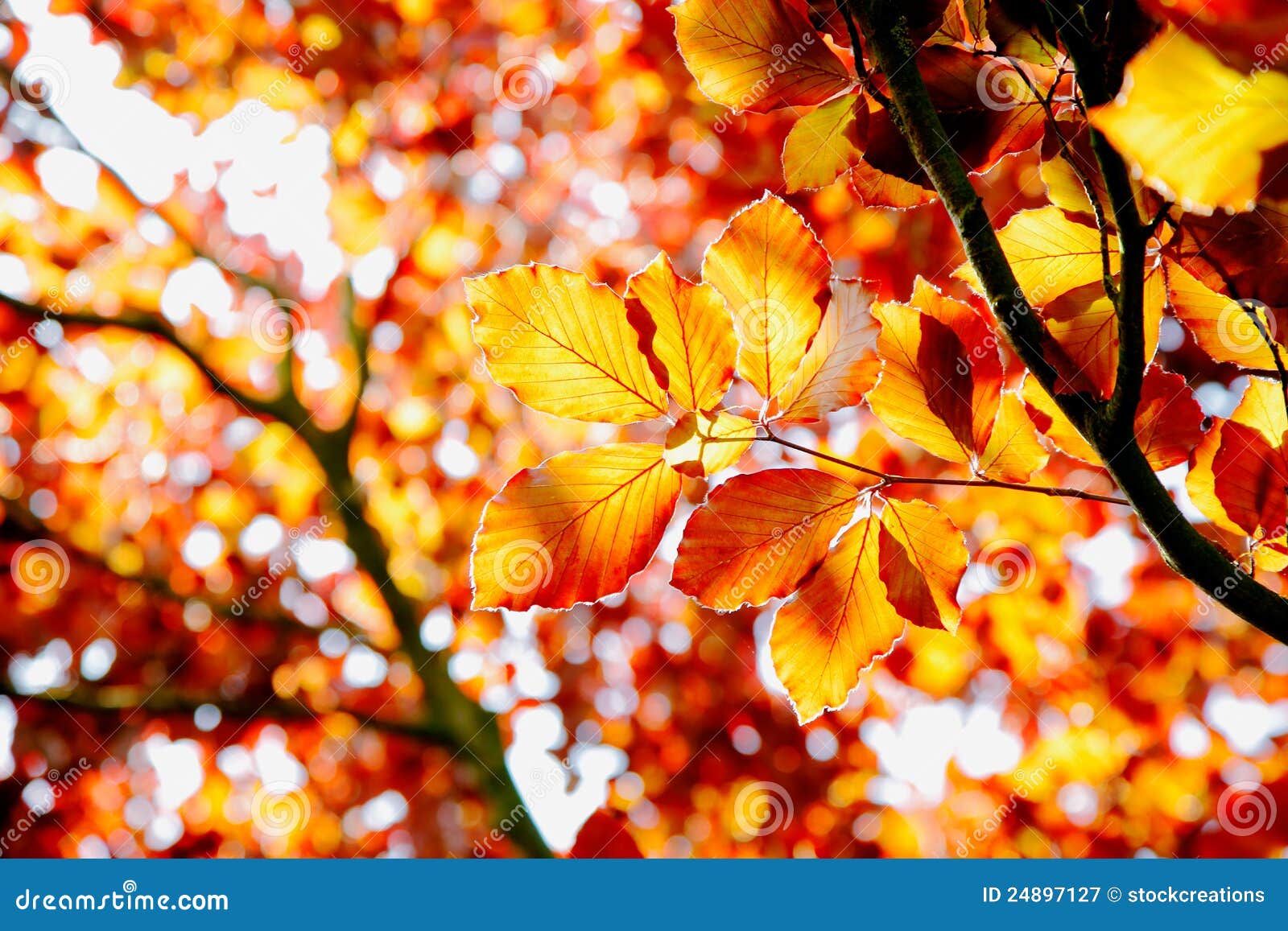Beech tree in the fall stock image. Image of comfortable - 24897127