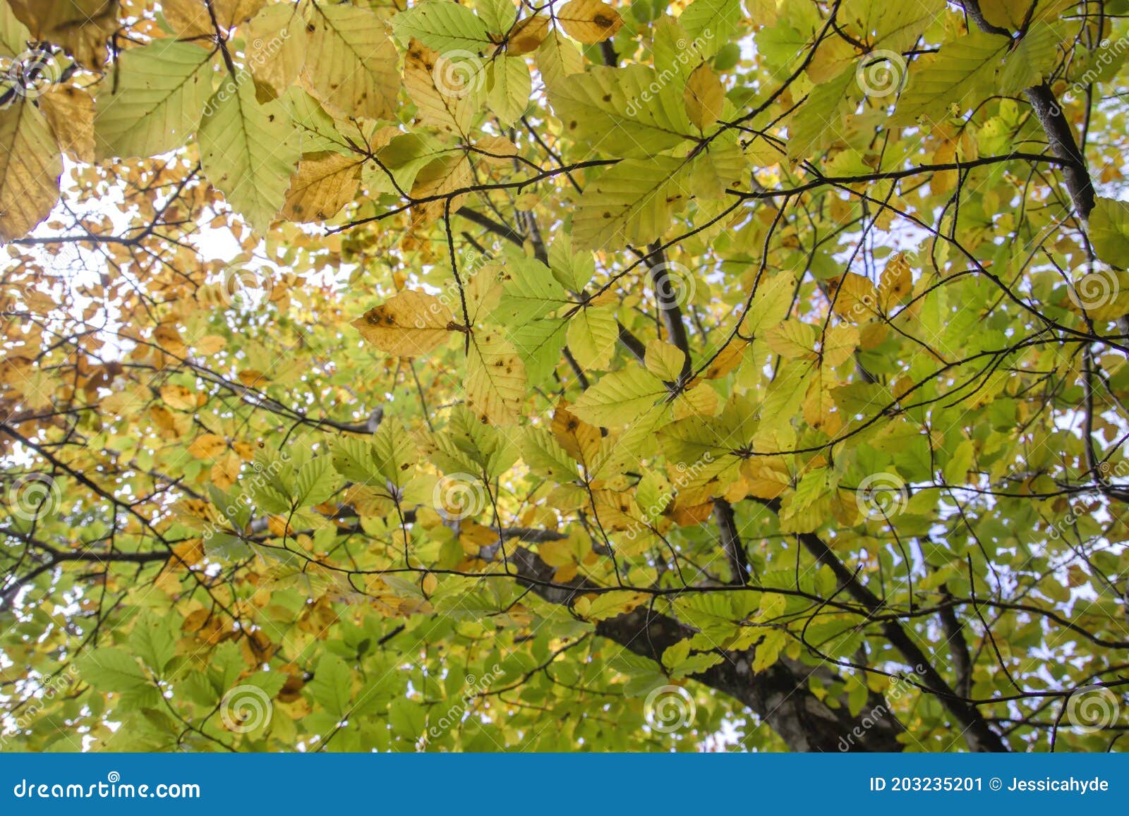 Beech tree foliage stock image. Image of brown, tawny - 203235201