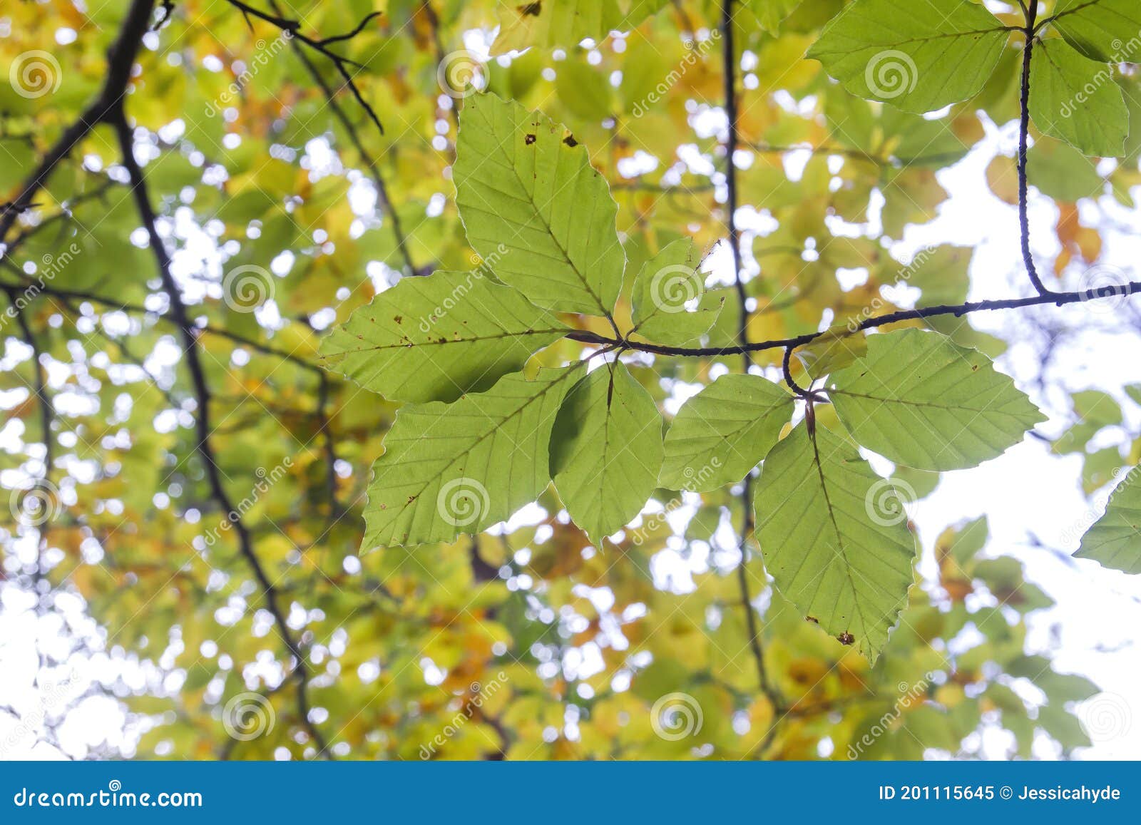 Beech tree foliage stock image. Image of canopy, color - 201115645