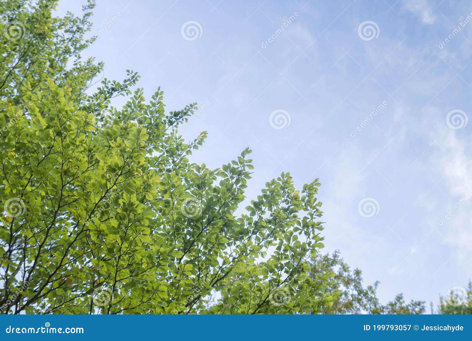 Beech tree foliage stock image. Image of colors, beech - 199793057