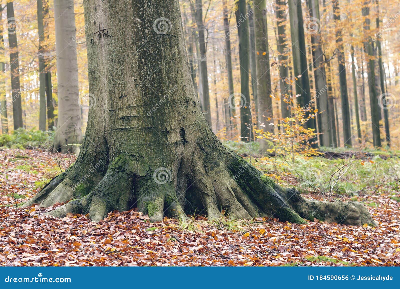 Beech tree foot detail stock photo. Image of orange - 184590656