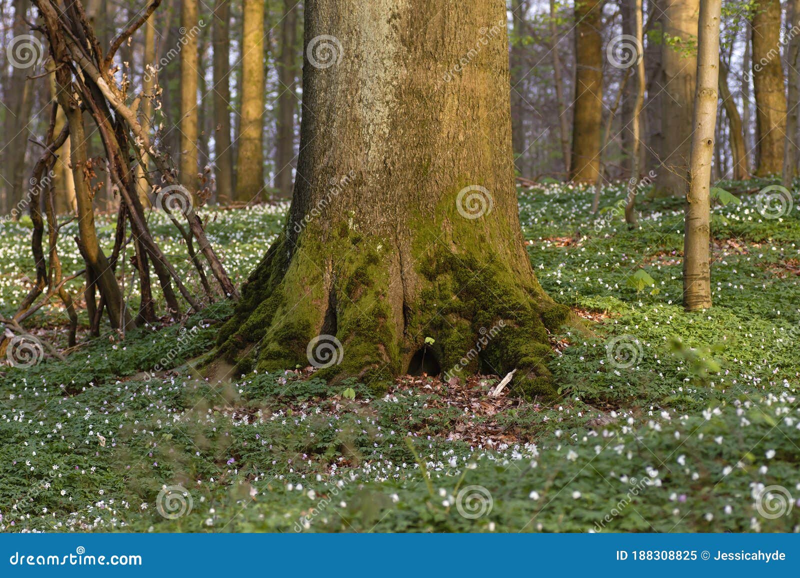 Beech Tree Foot Detail on a Springtime Forest Stock Image - Image of ...