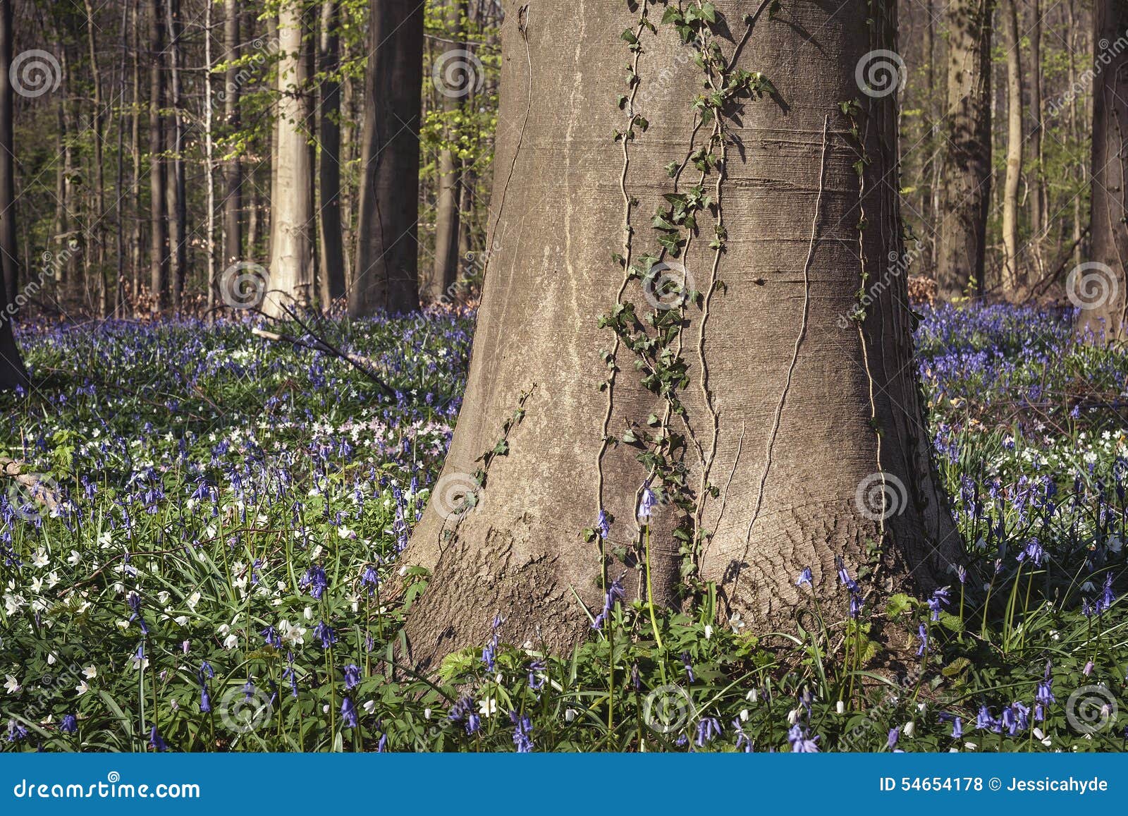 Beech Tree Foot with Ivy Climbing on the Trunk Stock Photo - Image of ...