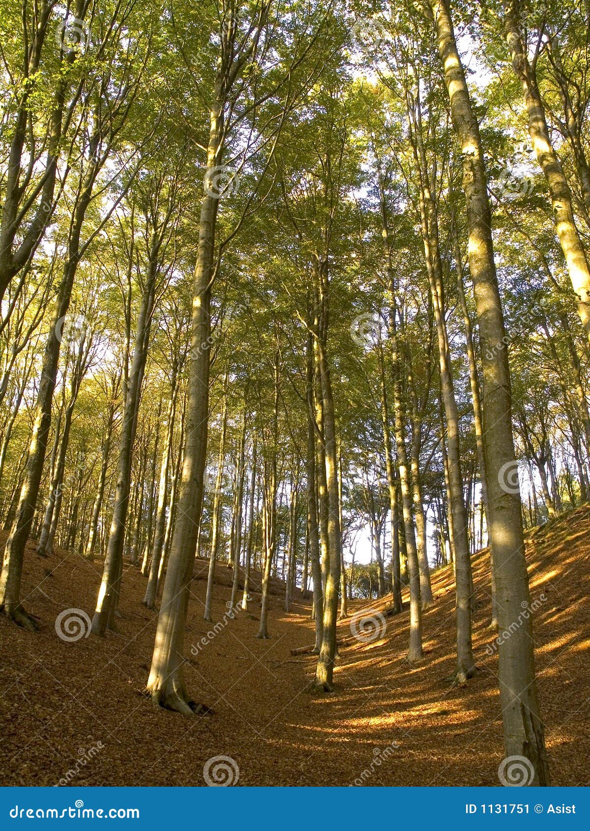 Beech tree forest stock image. Image of outside, forest - 1131751