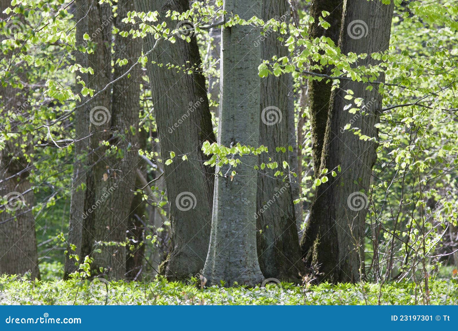 Beech tree forest stock image. Image of trunk, nature - 23197301