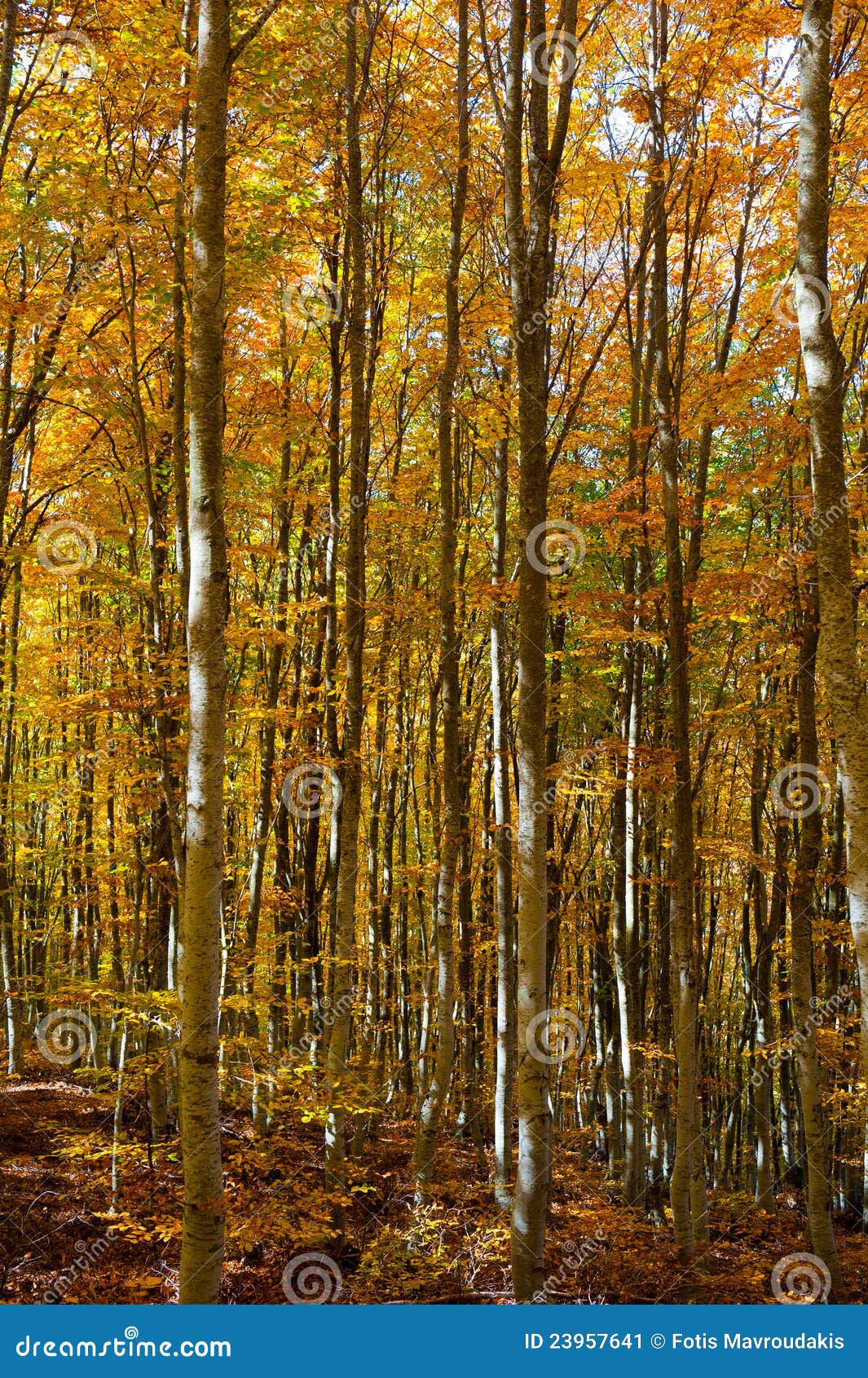 Beech tree forest stock image. Image of forest, natural - 23957641