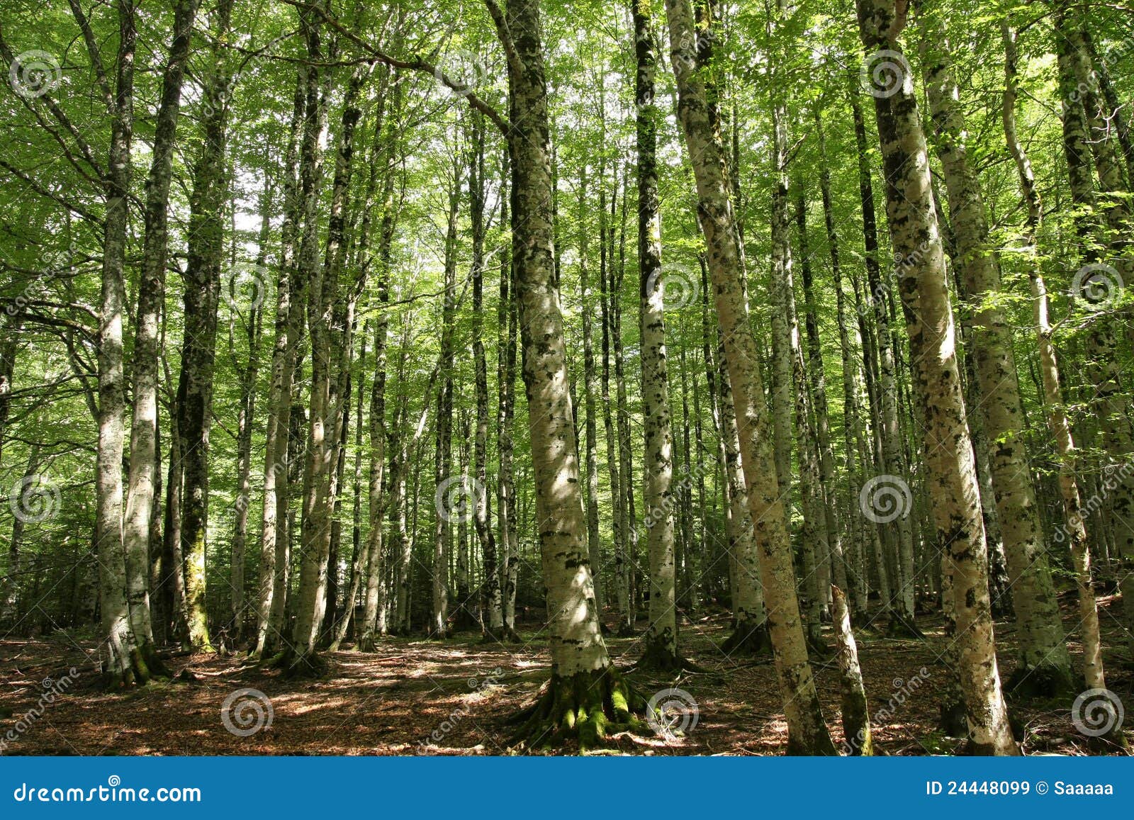 Beech tree forest stock image. Image of green, outdoor - 24448099