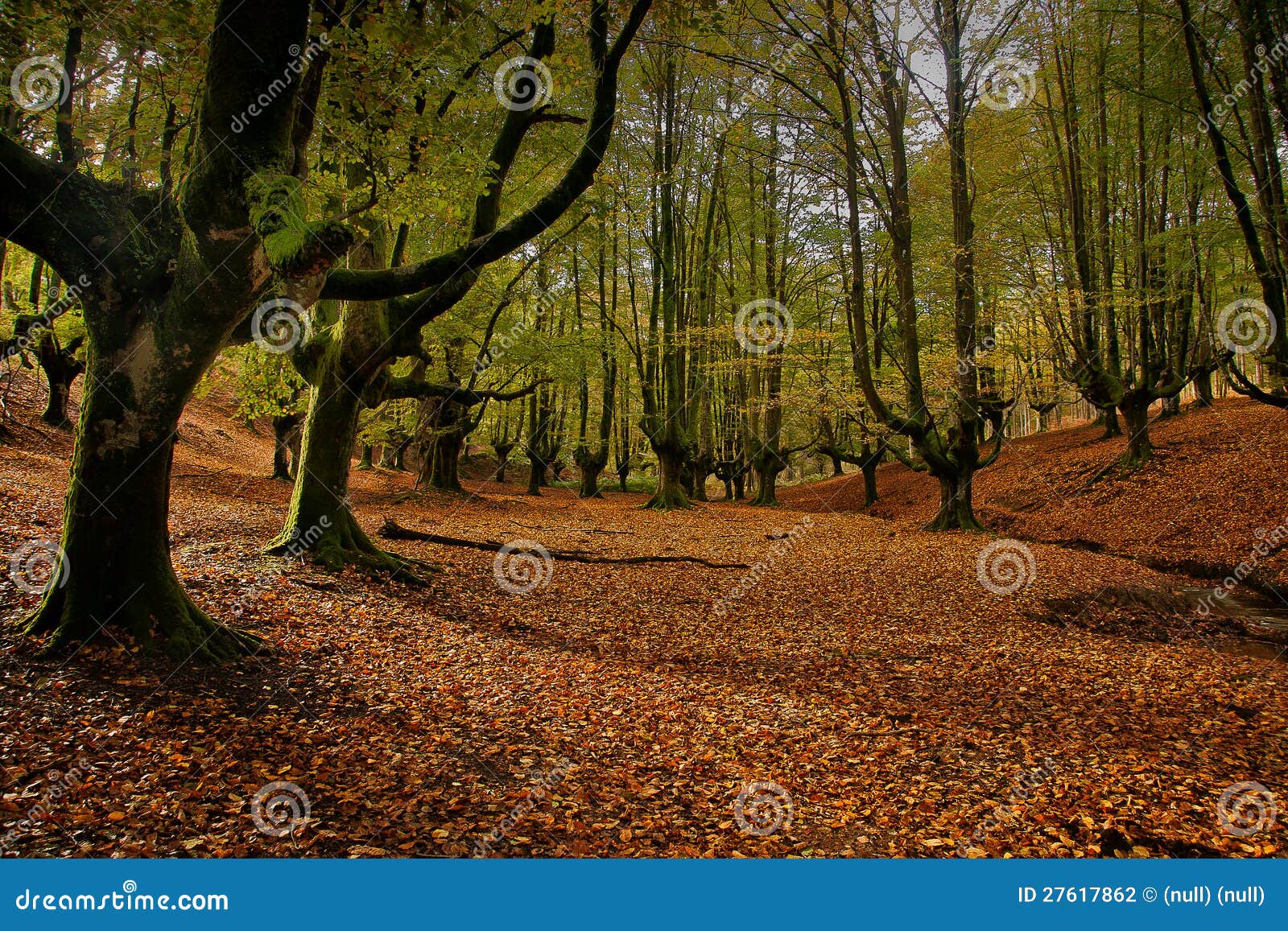 Beech Tree Forest in Autumn Stock Photo - Image of foliage, golden ...