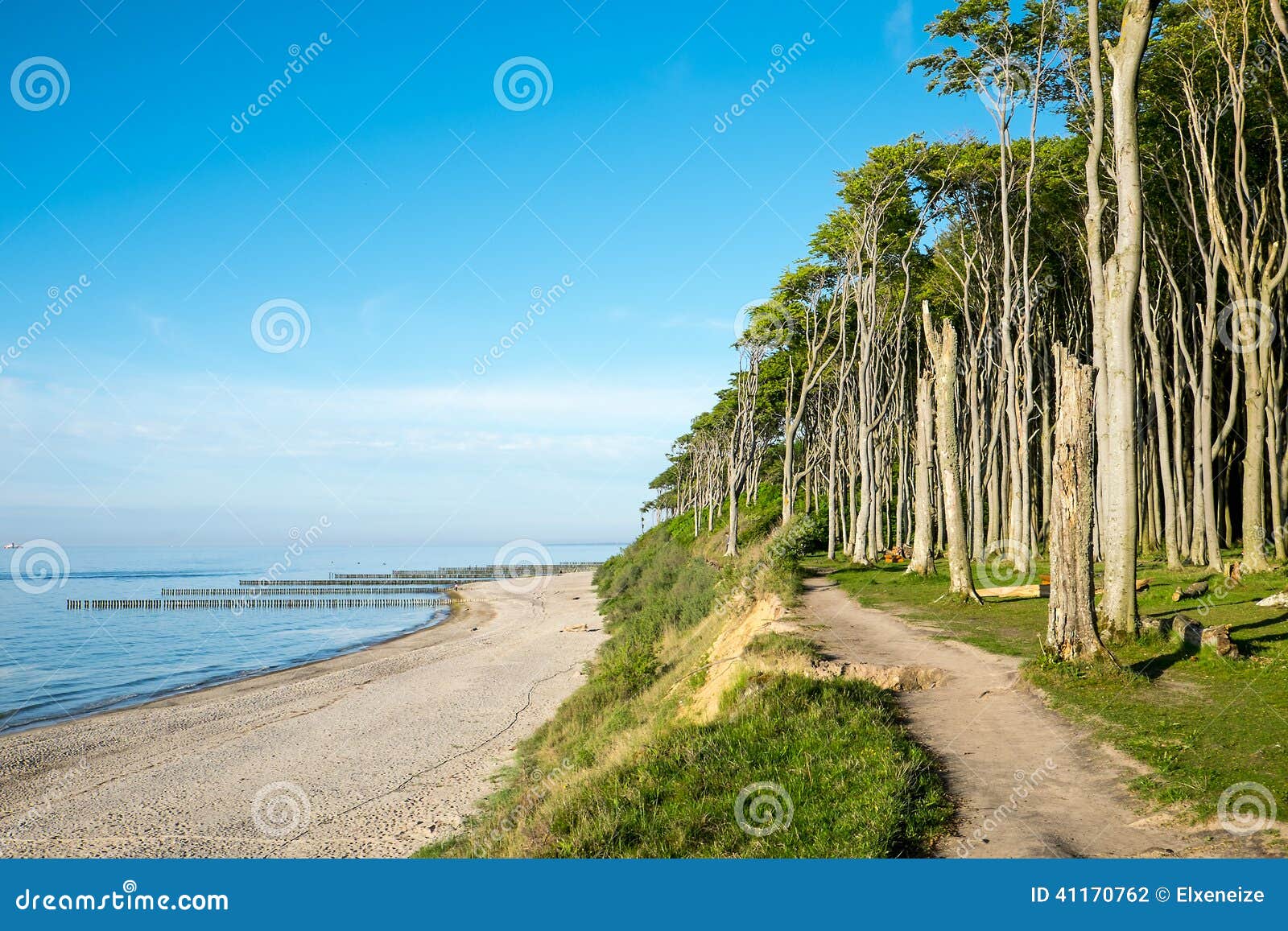Beech Tree Forest at the Baltic Sea Stock Photo - Image of recreation ...