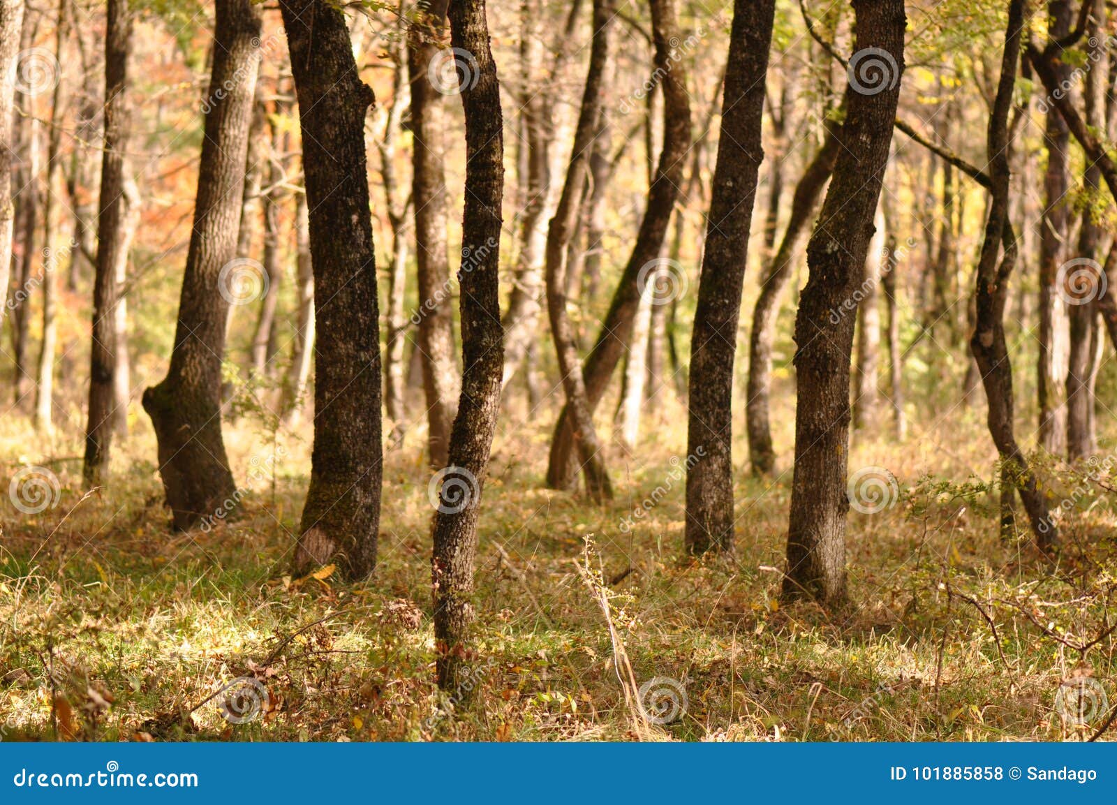 Beech tree forest stock photo. Image of leaves, conceptual - 101885858