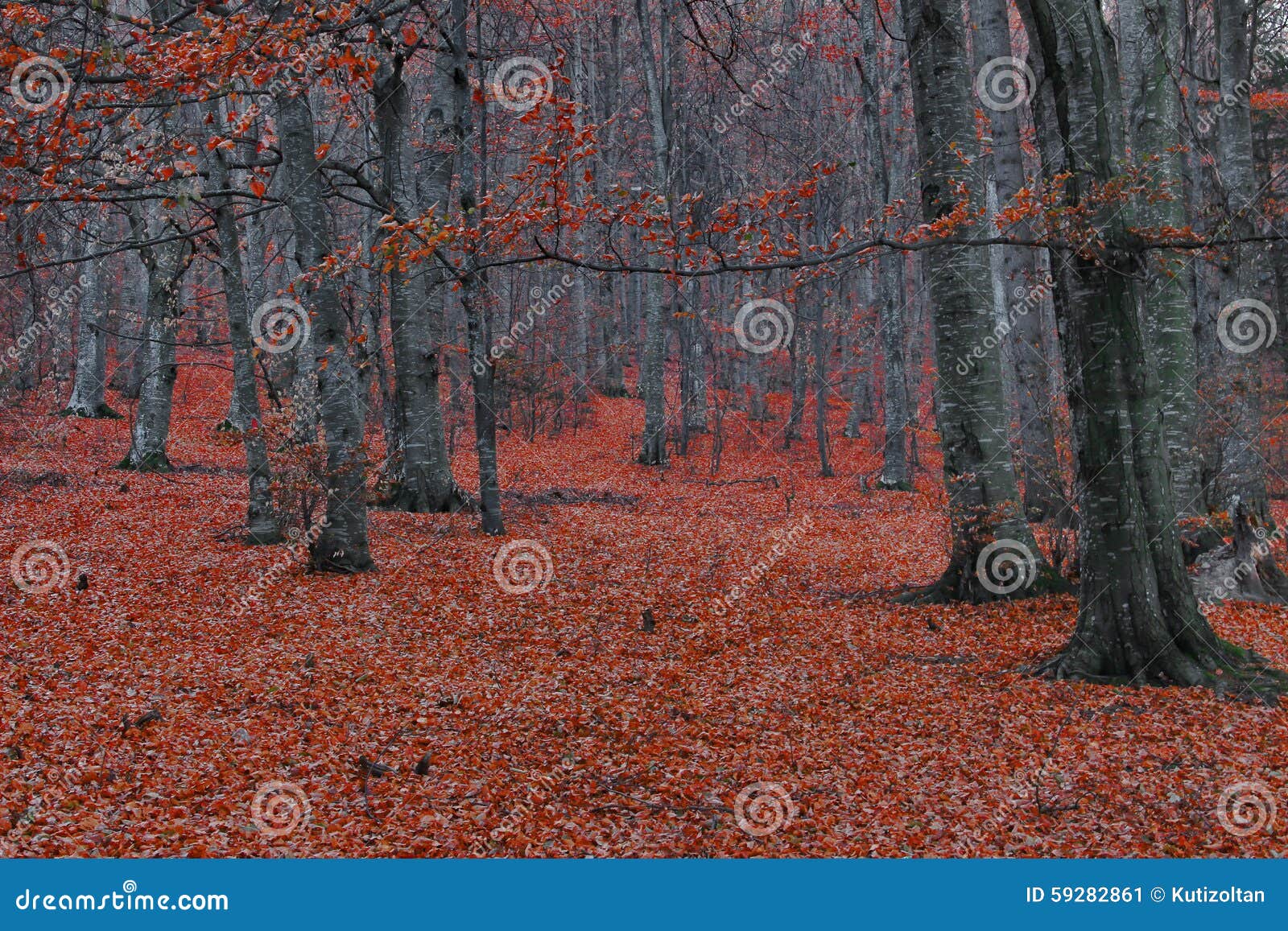 Beech Tree Forest Landscape Stock Image - Image of mist, evening: 59282861