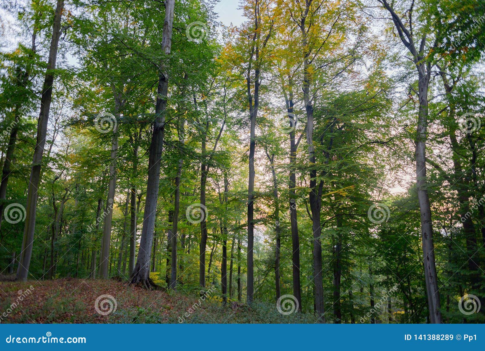 Beech Tree Forest Leaf Scenic Stock Image - Image of summer, beech ...