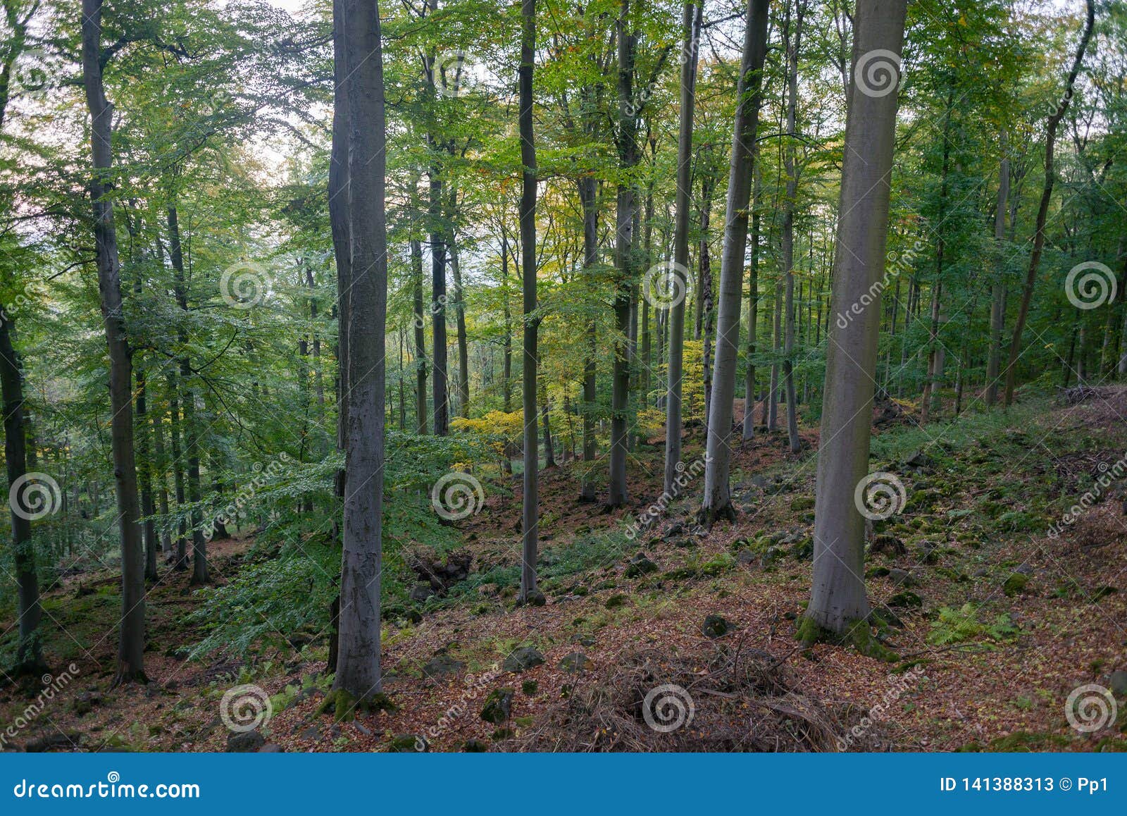 Beech Tree Forest Leaf Scenic Stock Image - Image of wood, beech: 141388313