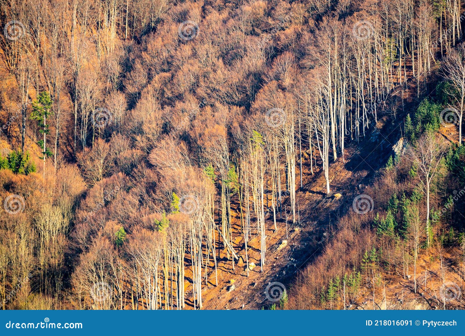 Beech Tree Forest in Steep Hill Stock Image - Image of vibrant, foliage ...