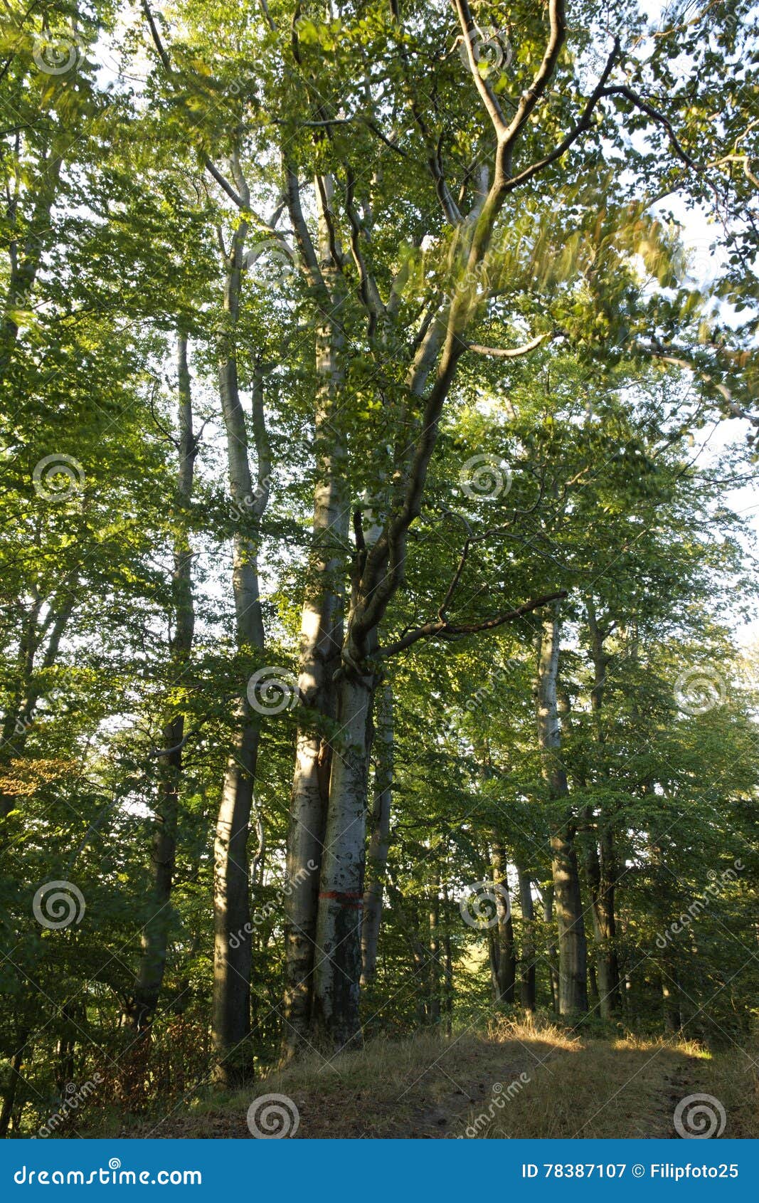 Beech tree forest stock image. Image of trunks, leafy - 78387107
