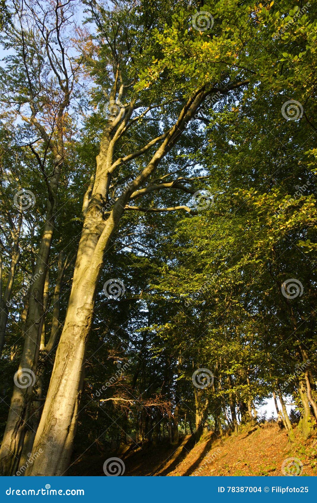 Beech tree forest stock photo. Image of woods, woodland - 78387004