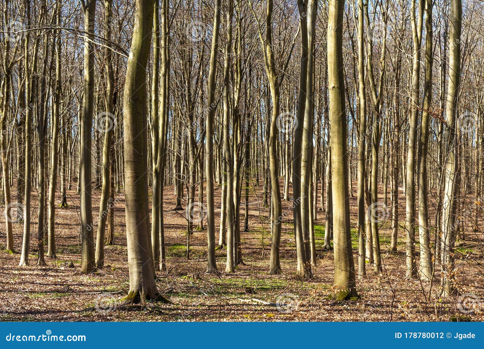 Beech tree forest stock photo. Image of environment - 178780012